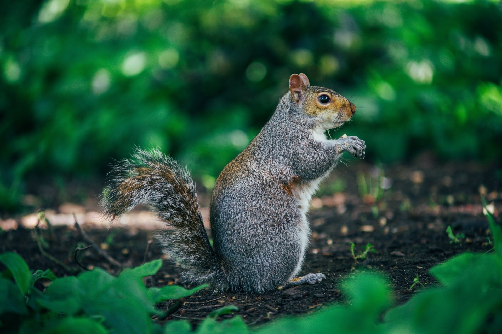Download Rodent Animal Squirrel 4k Ultra HD Wallpaper