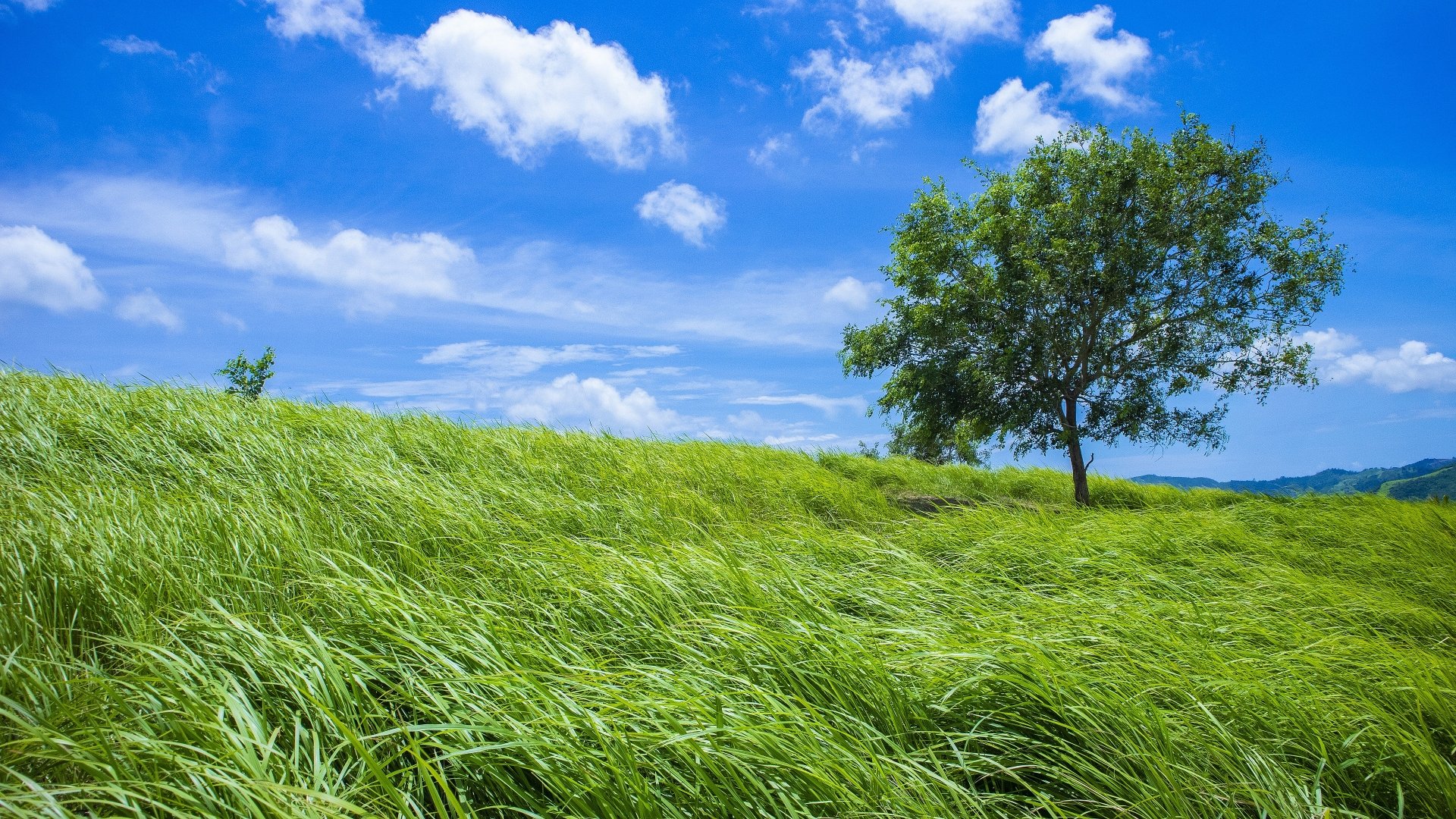 Download Grass Sky Summer Field Nature Tree 4k Ultra HD Wallpaper