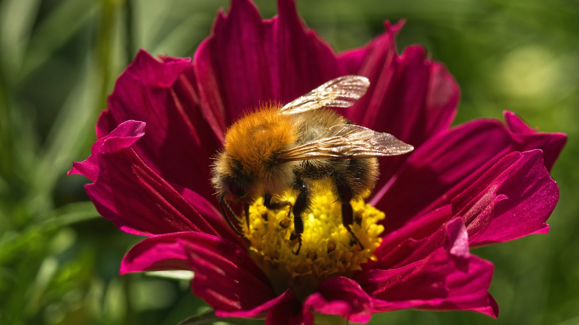 Download Macro Flower Animal Bee 4k Ultra HD Wallpaper