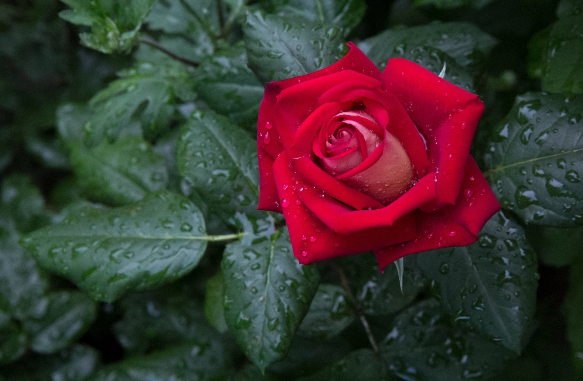 Download Red Flower Red Rose Raindrops Nature Rose HD Wallpaper