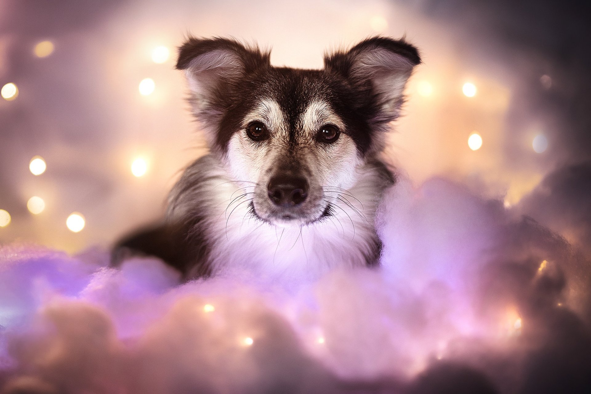 Download Light Animal Dog HD Wallpaper
