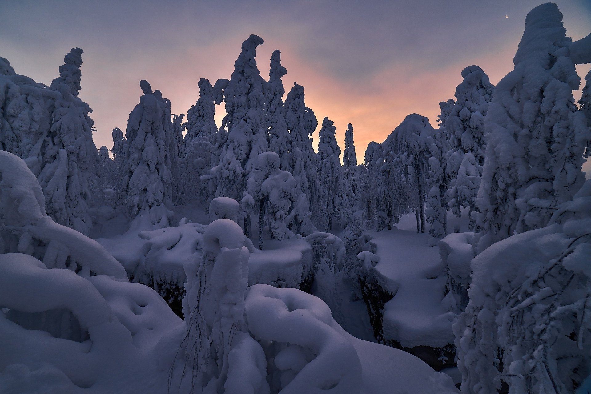 Wallpaper Tree Dawn Snow Winter Morning In The Forest With Snowcovered