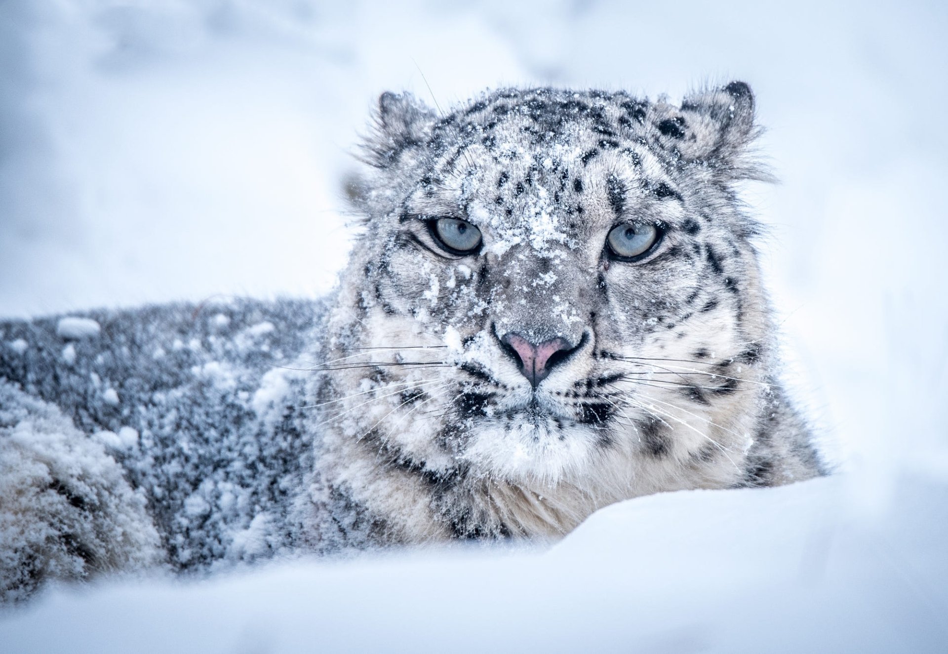 Download Snow Muzzle Winter Animal Snow Leopard HD Wallpaper