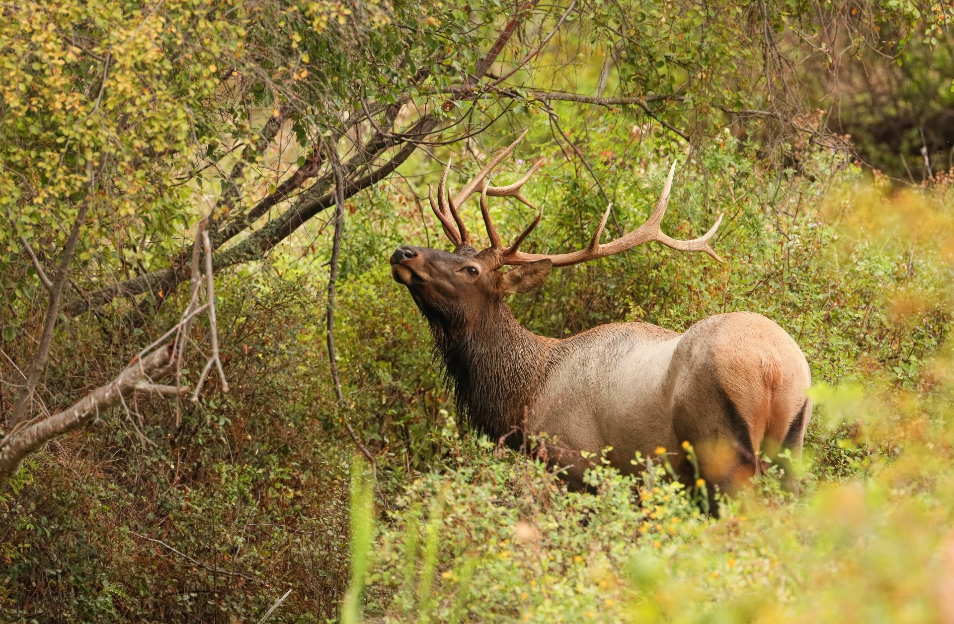 Regal Stag — 5K Ultra HD Deer Wallpaper | 5958x3900 | Wallpaper Abyss
