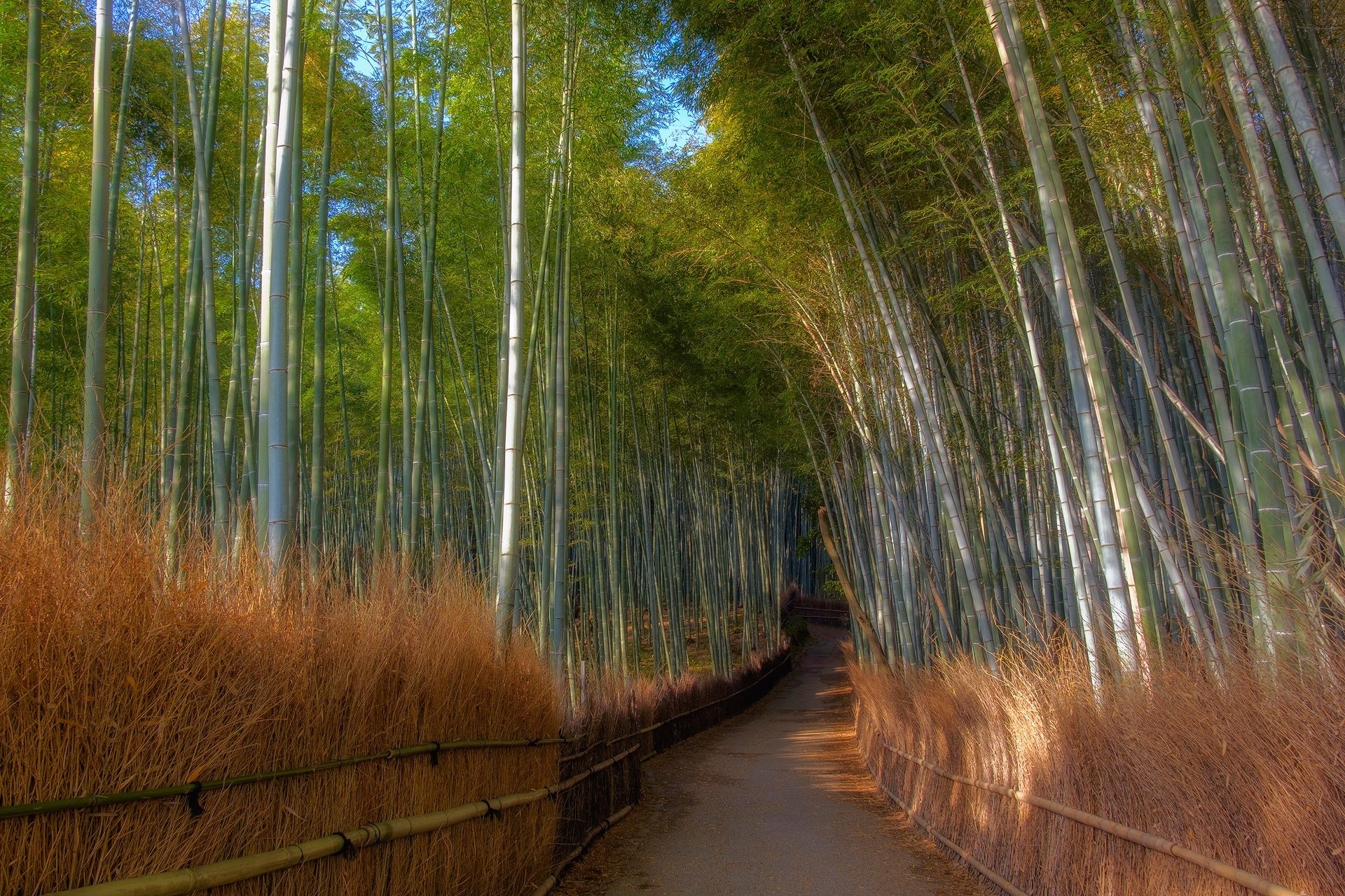 Bamboo Walkway — Serene Man-Made Path (HD Wallpaper)