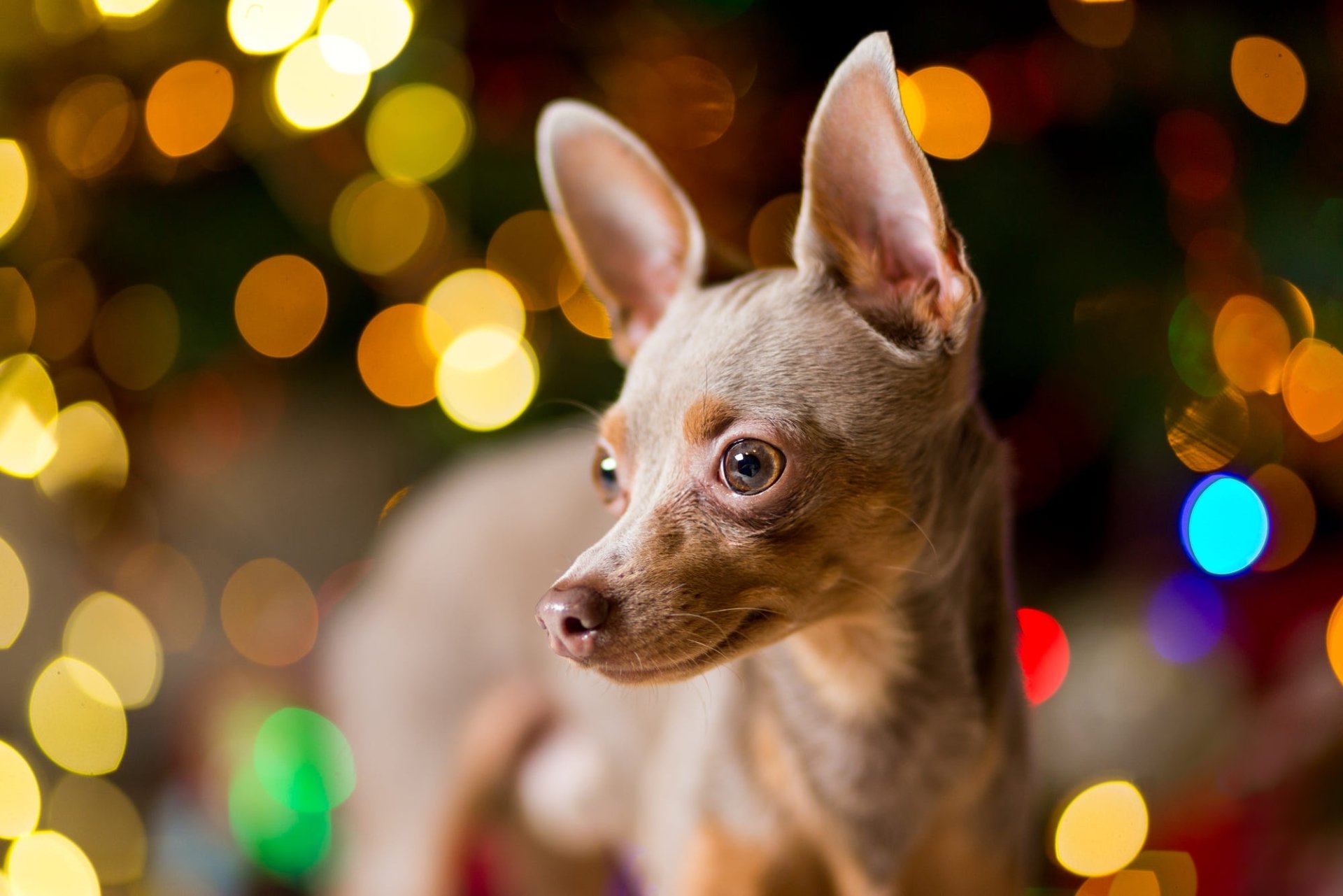 Download Bokeh Animal Dog HD Wallpaper | 2000x1334 | Wallpaper Abyss