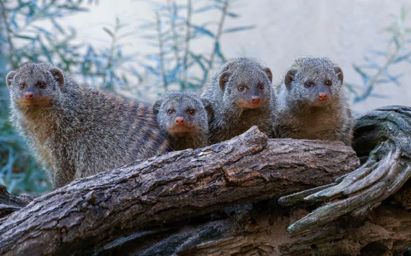 Download Animal Mongoose HD Wallpaper