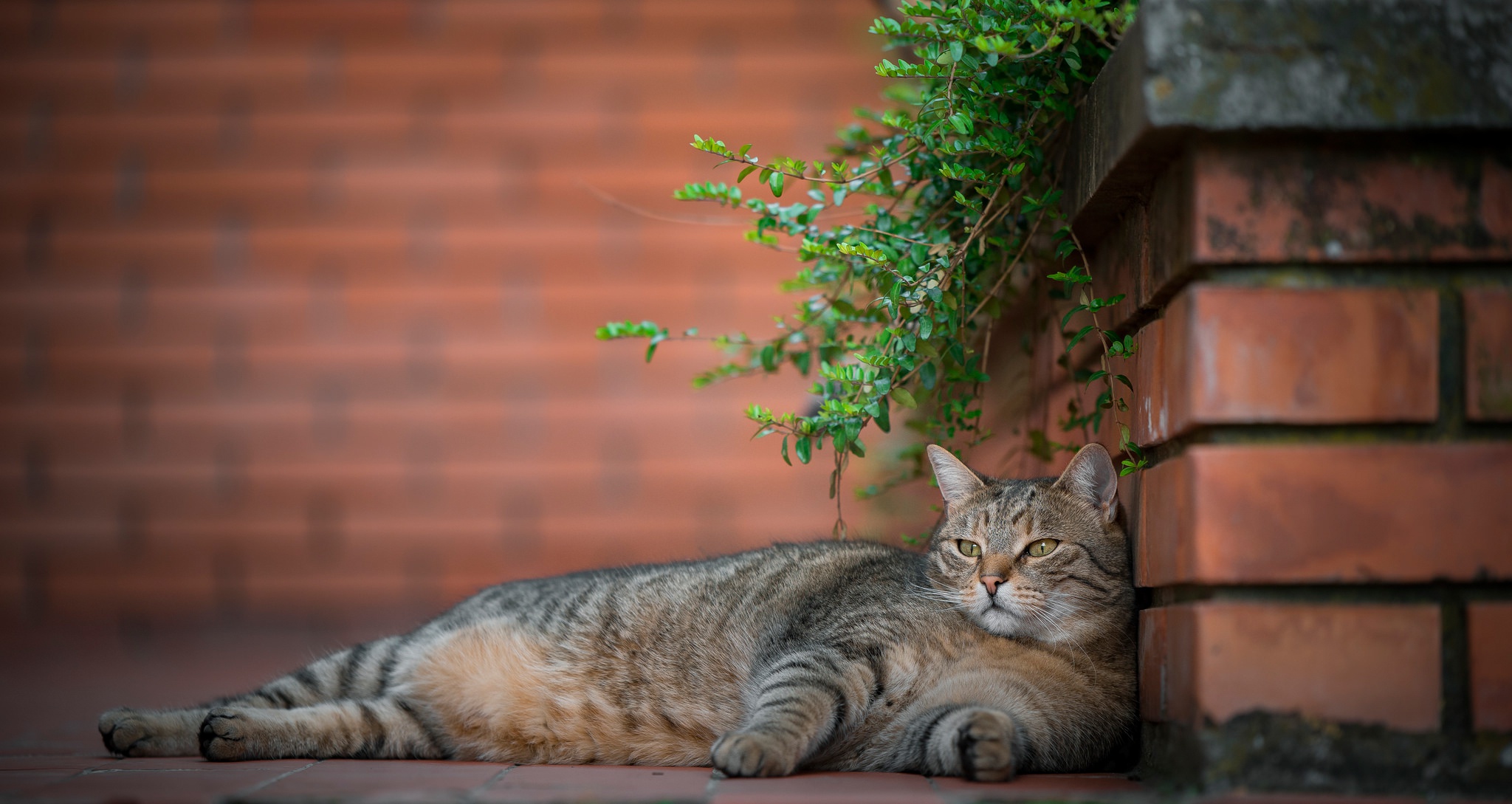 Cat HD Wallpaper | Background Image | 2048x1089