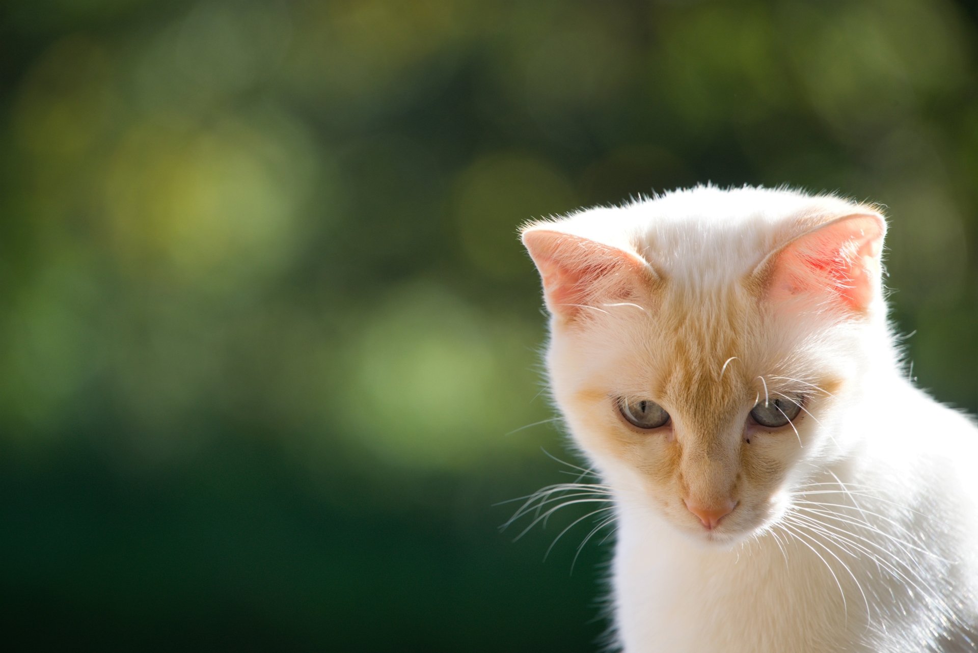 Download Animal Cat 8k Ultra HD Wallpaper | 7956x5312 | Wallpaper Abyss
