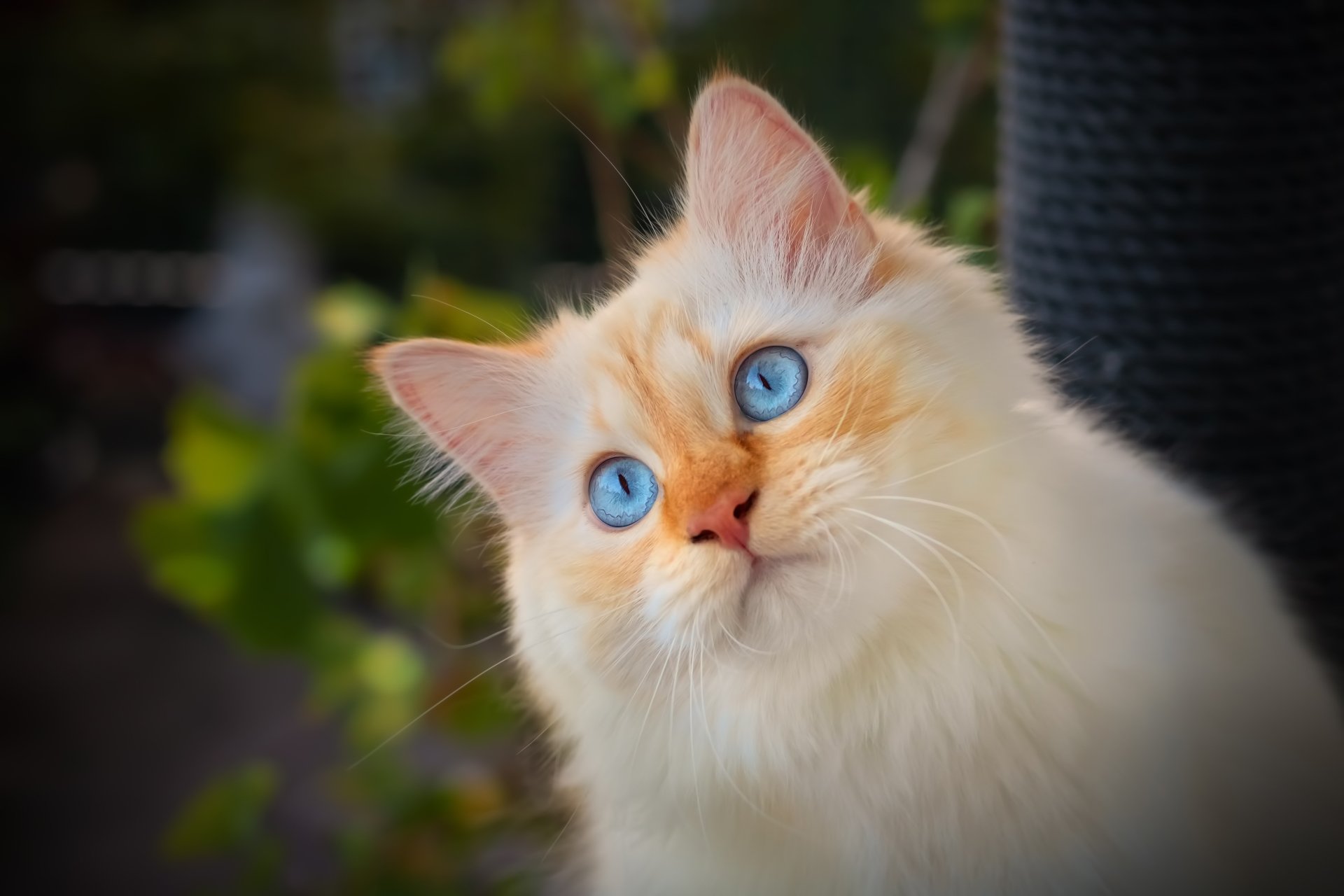 Download Animal Cat 4k Ultra HD Wallpaper | 4500x3000 | Wallpaper Abyss