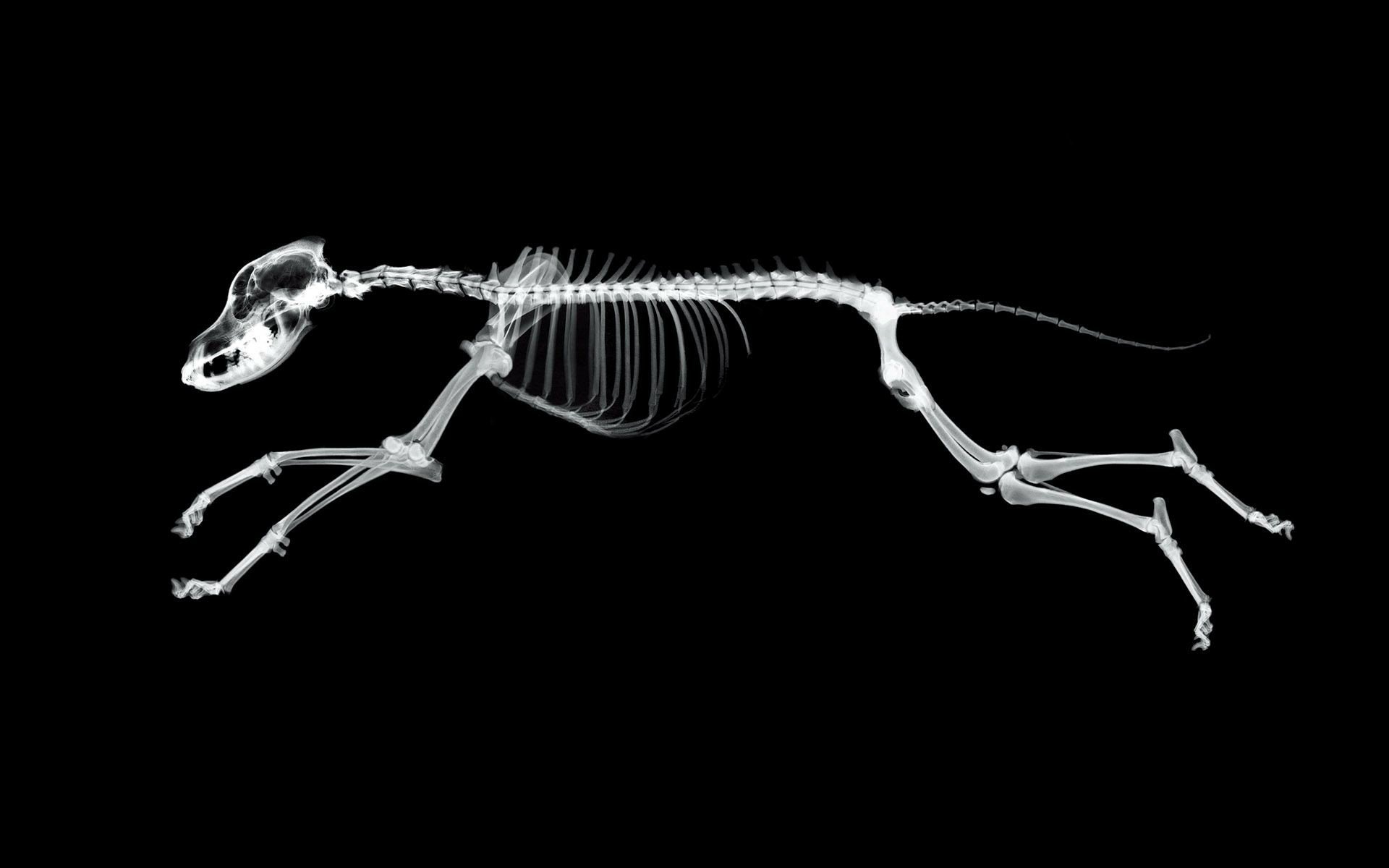 X-ray Vision Animal Skeleton HD Wallpaper