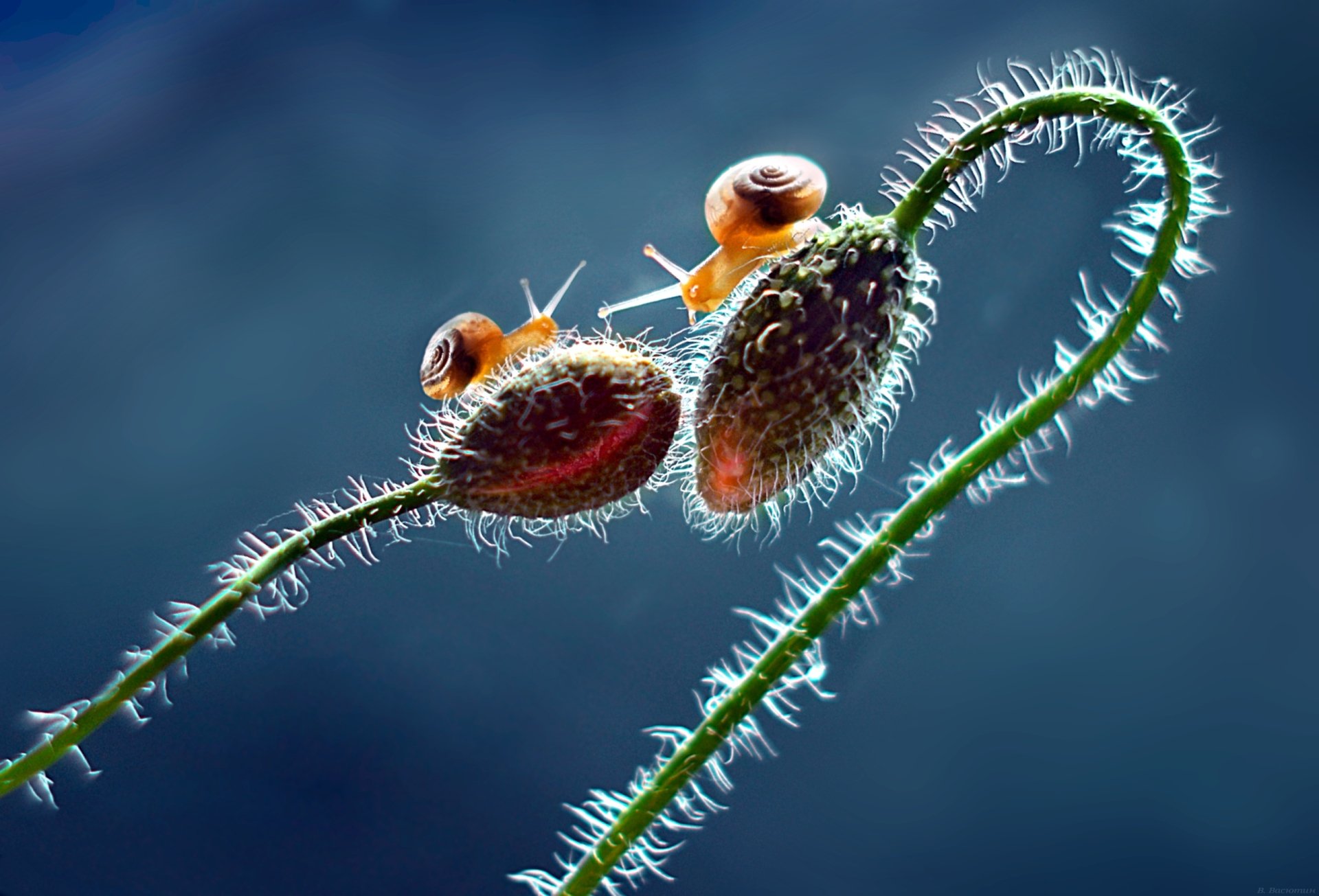 2K Quad HD Macro: Snail Duet on Dewy Stems | 2560x1740 | Wallpaper Abyss