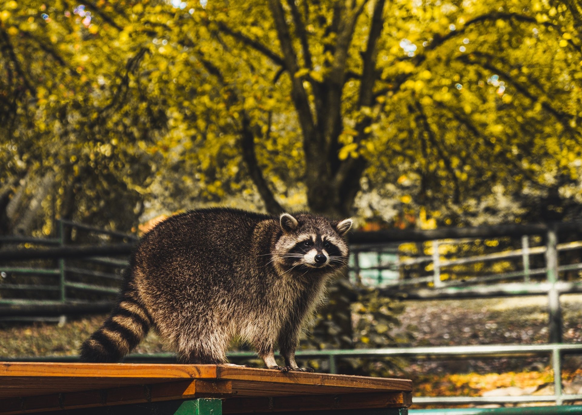 Download Animal Raccoon HD Wallpaper