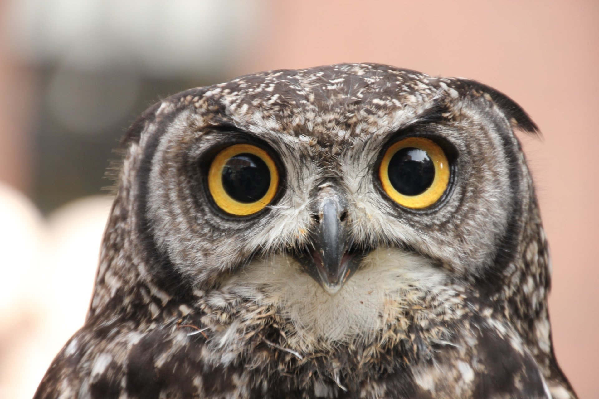 Download Stare Bird Animal Owl HD Wallpaper