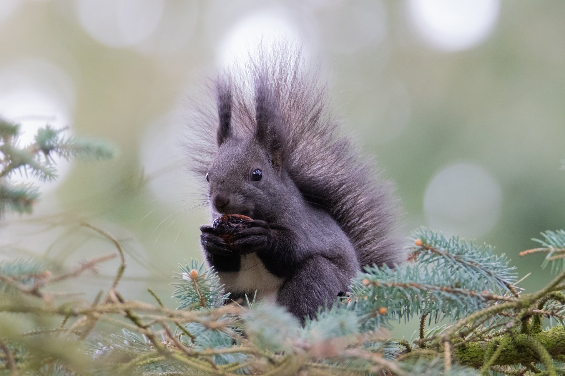 Download Rodent Animal Squirrel HD Wallpaper | 2500x1667 | Wallpaper Abyss