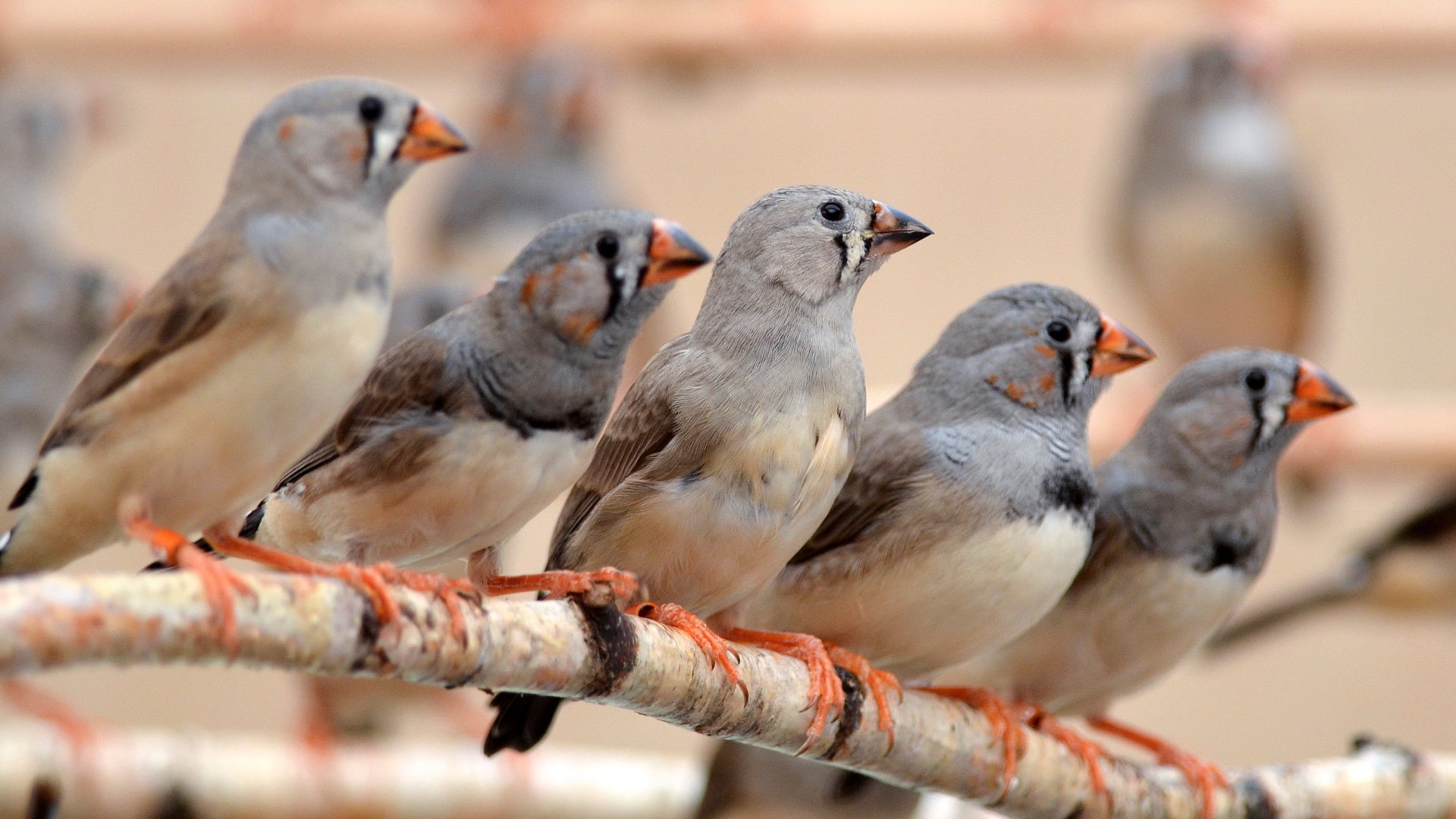 Zebra Finch Flock HD Wallpaper