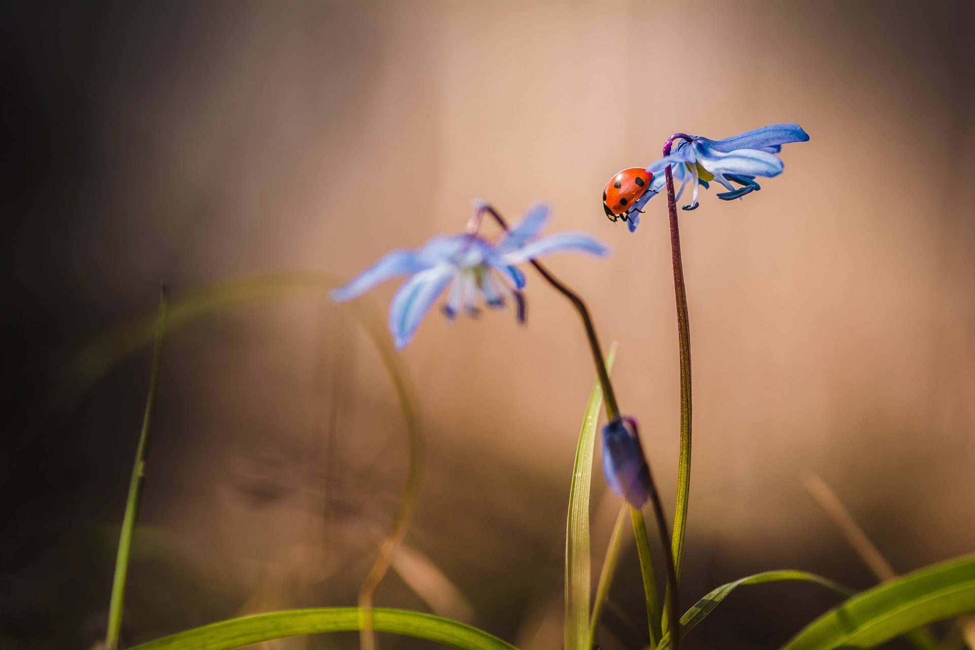 Download Flower Macro Insect Animal Ladybug 4k Ultra HD Wallpaper ...