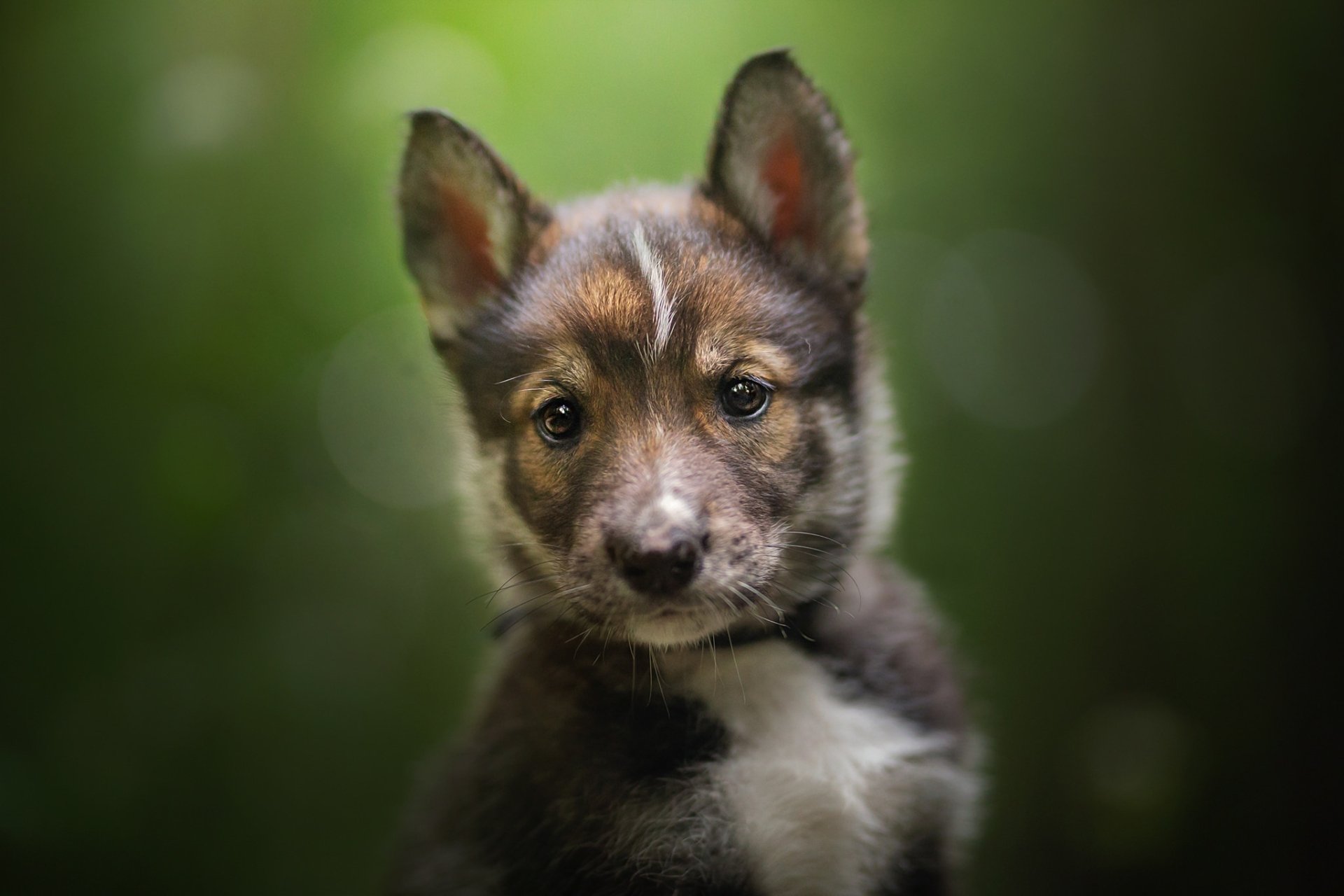 Download Baby Animal Dog Animal Puppy HD Wallpaper | 2048x1365 ...