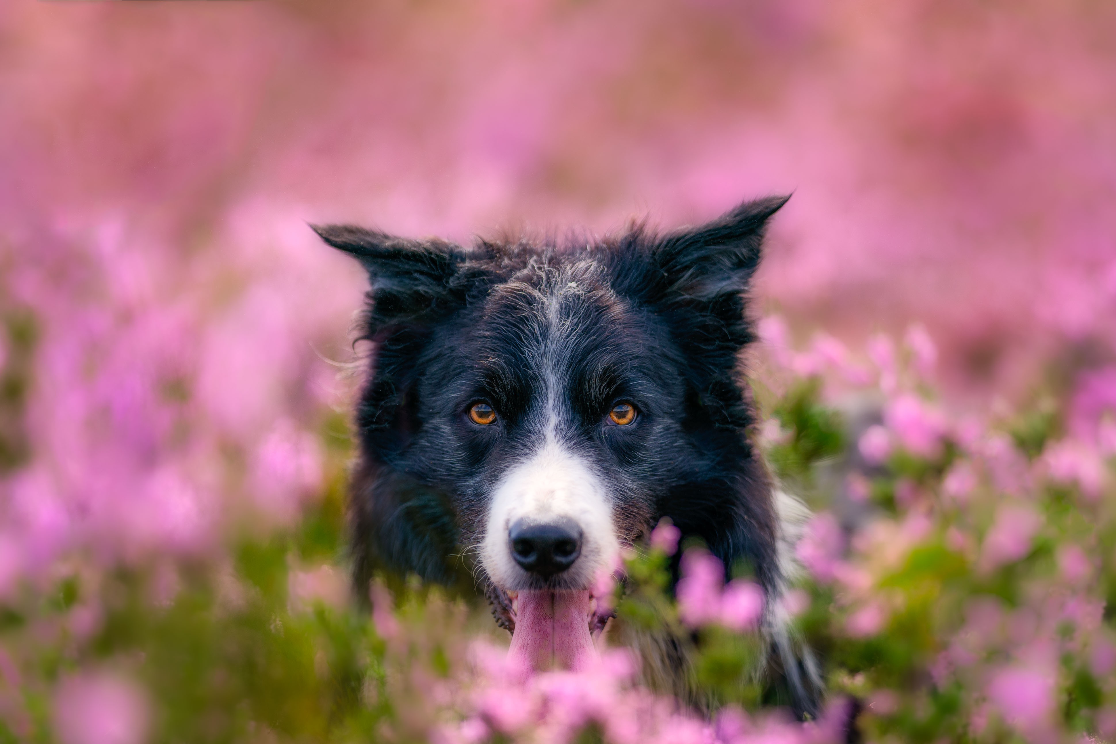 Download Flower Dog Animal Border Collie 4k Ultra HD Wallpaper