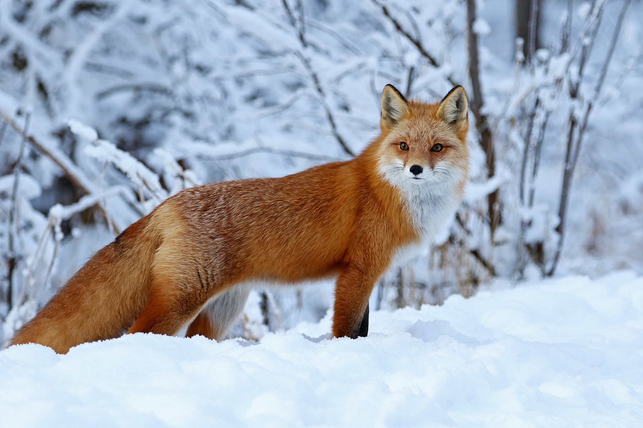 Fox Wildlife Snow