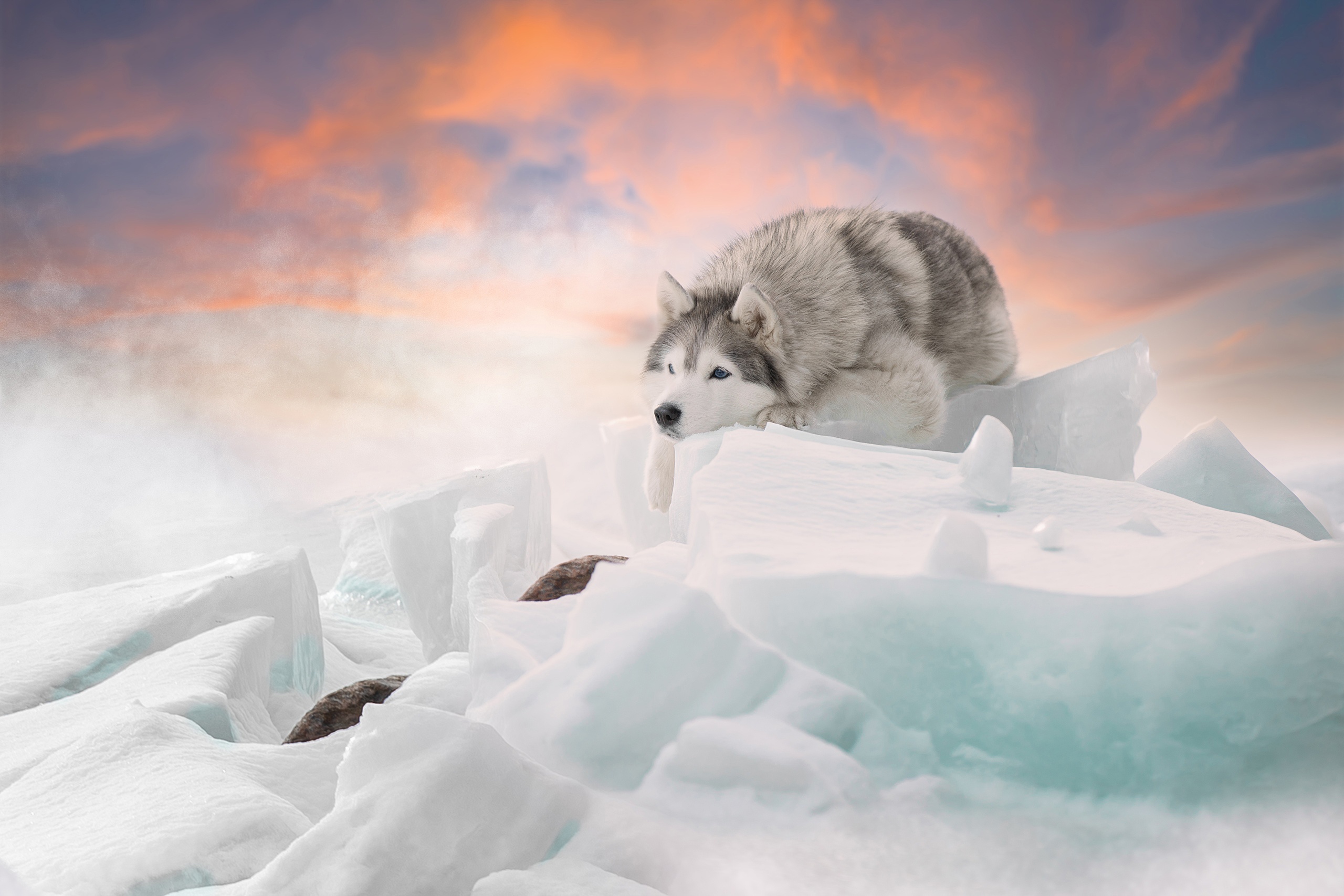 Download Ice Dog Winter Animal Husky HD Wallpaper by Svetlana Pisareva