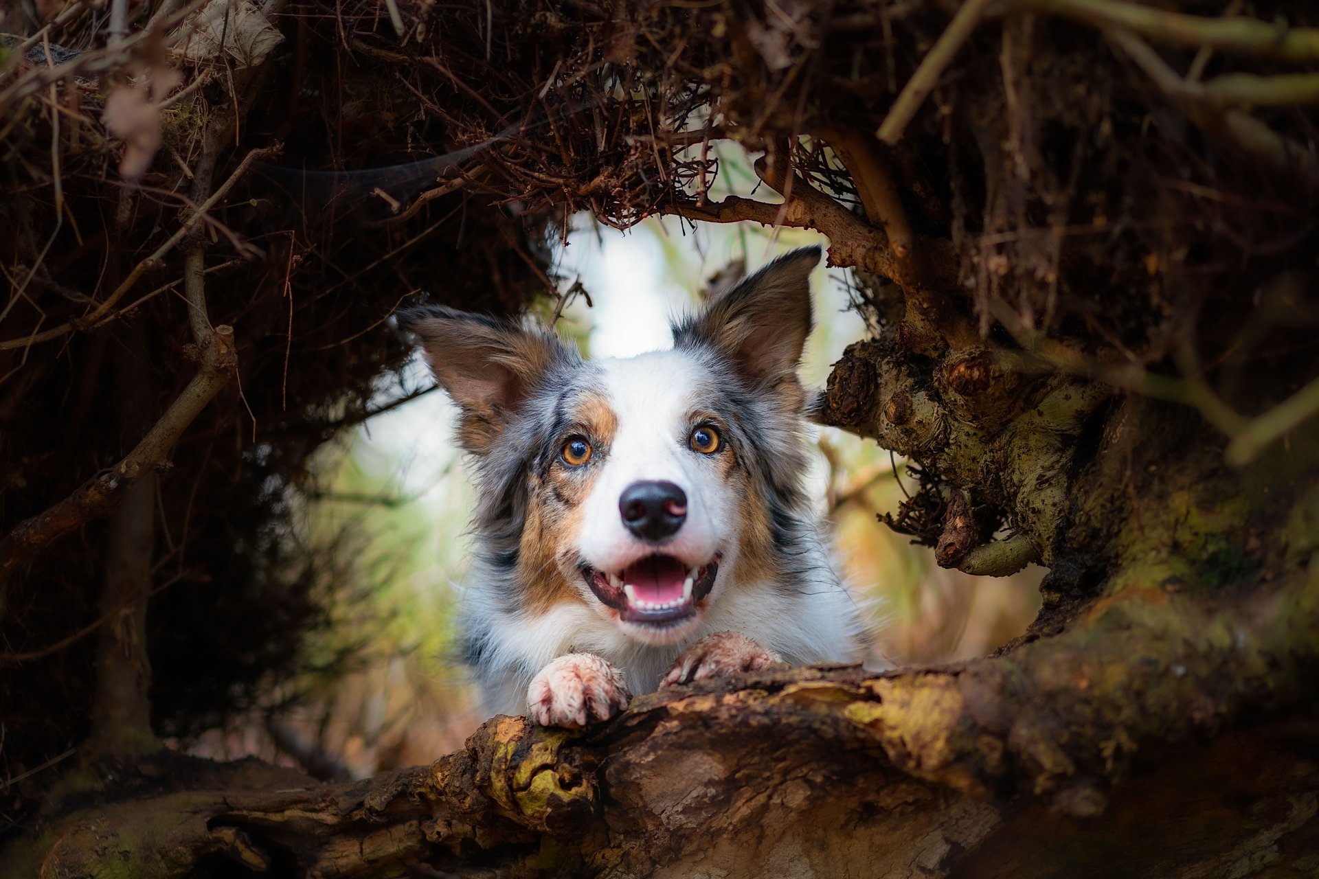 Download Dog Animal Border Collie 4k Ultra HD Wallpaper