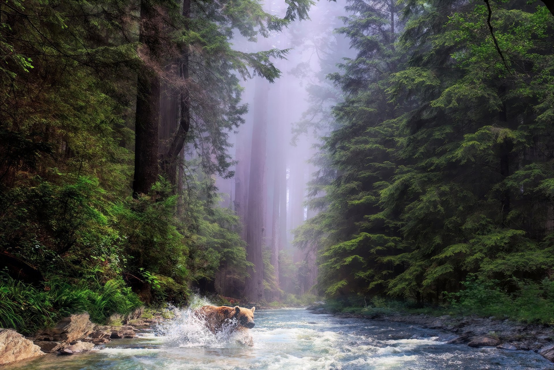 Download Nature Forest River Grizzly Bear Animal Bear HD Wallpaper by ...