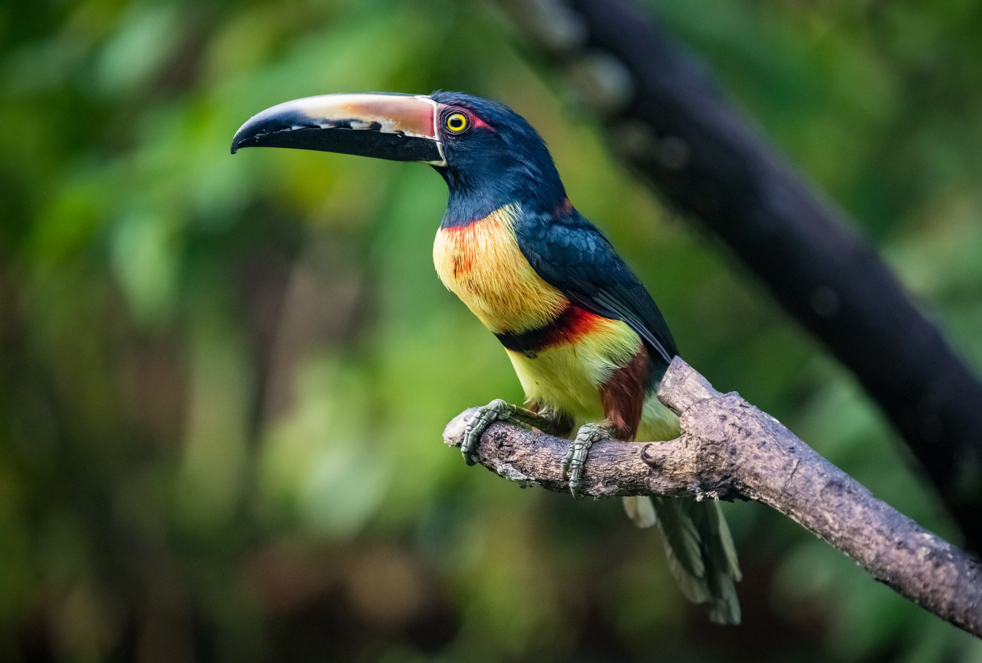 4K Ultra HD Vibrant Toucan Perched in Nature Background