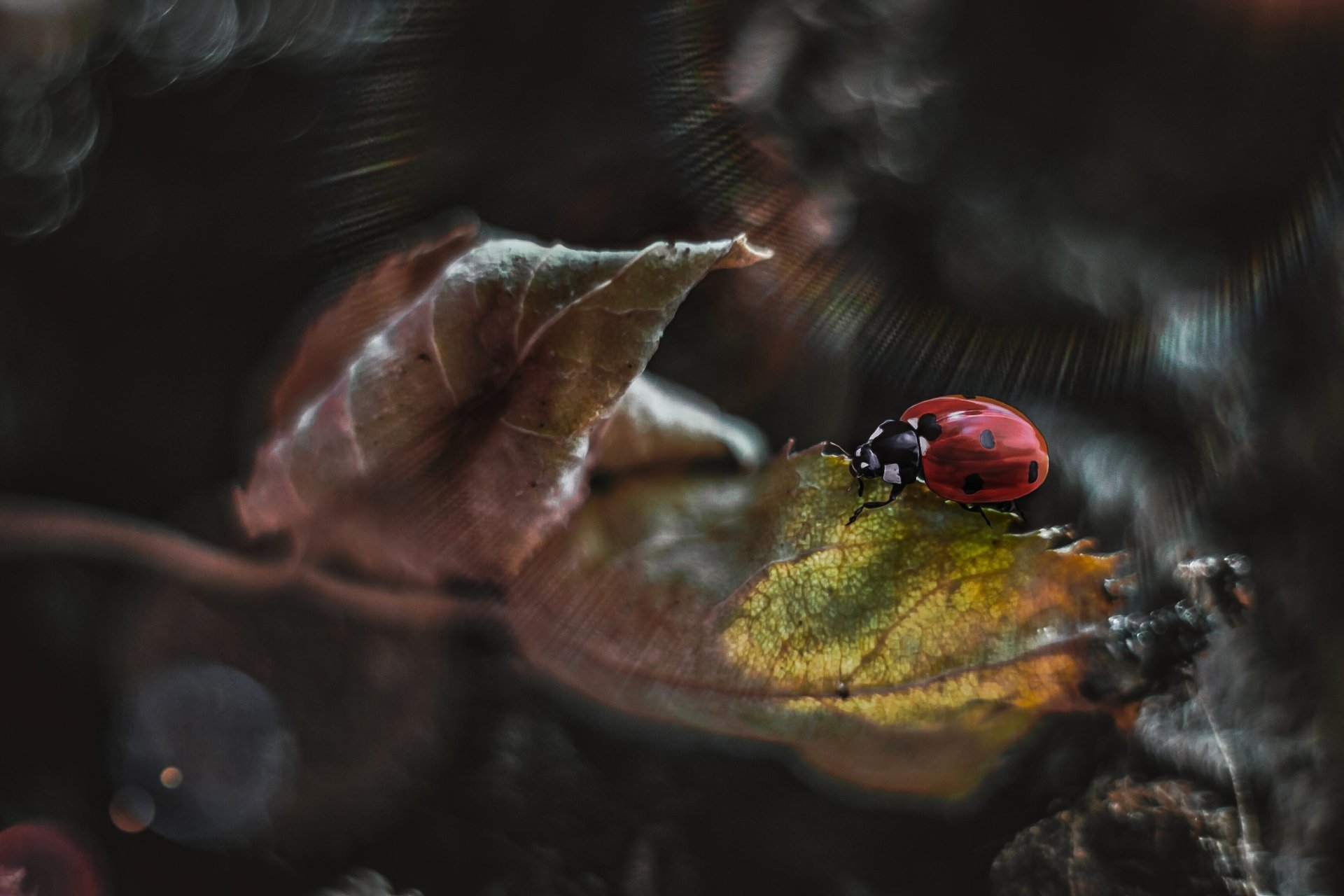 Download Macro Insect Animal Ladybug 4k Ultra HD Wallpaper