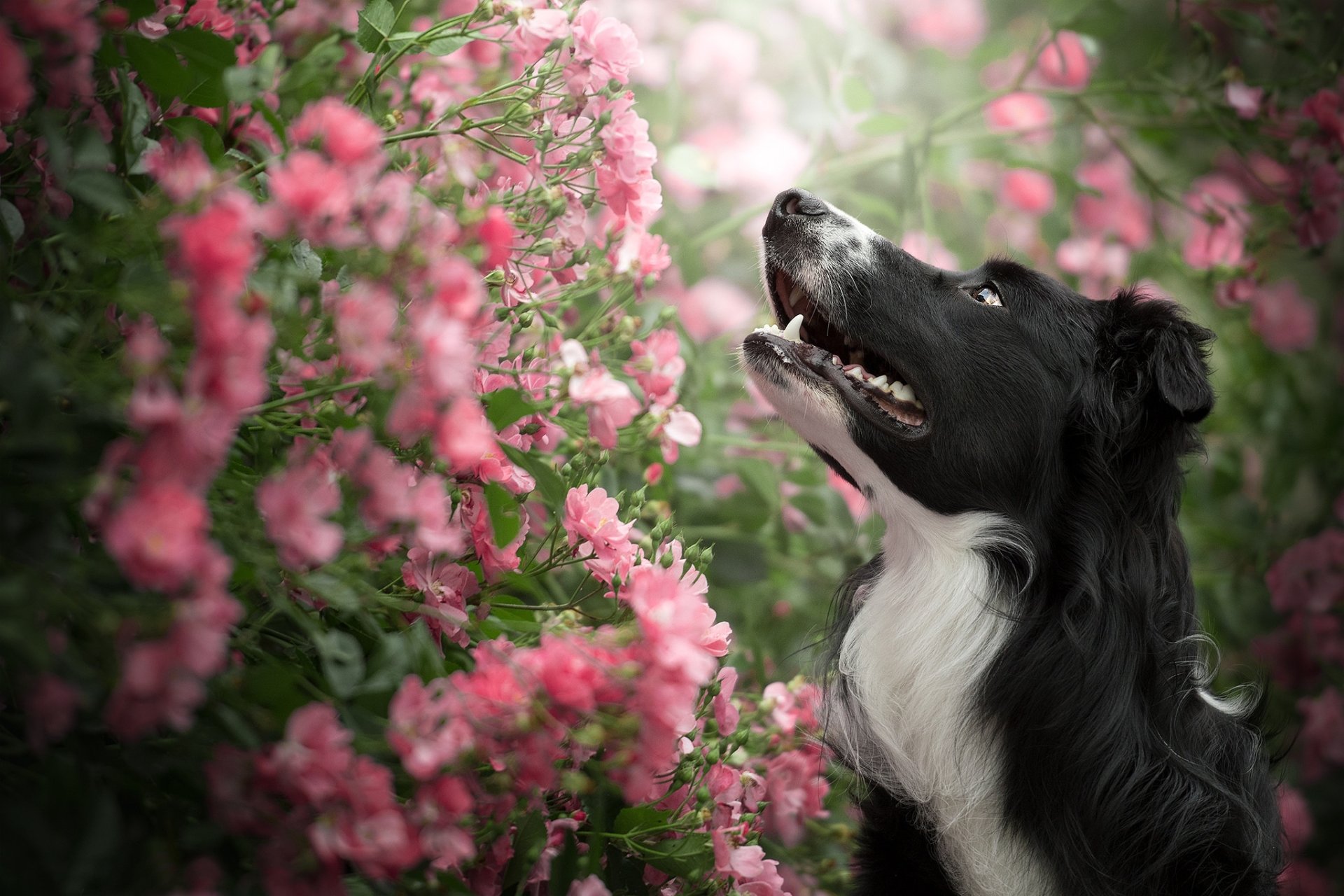 Download Pink Flower Flower Animal Dog Black Dog HD Wallpaper