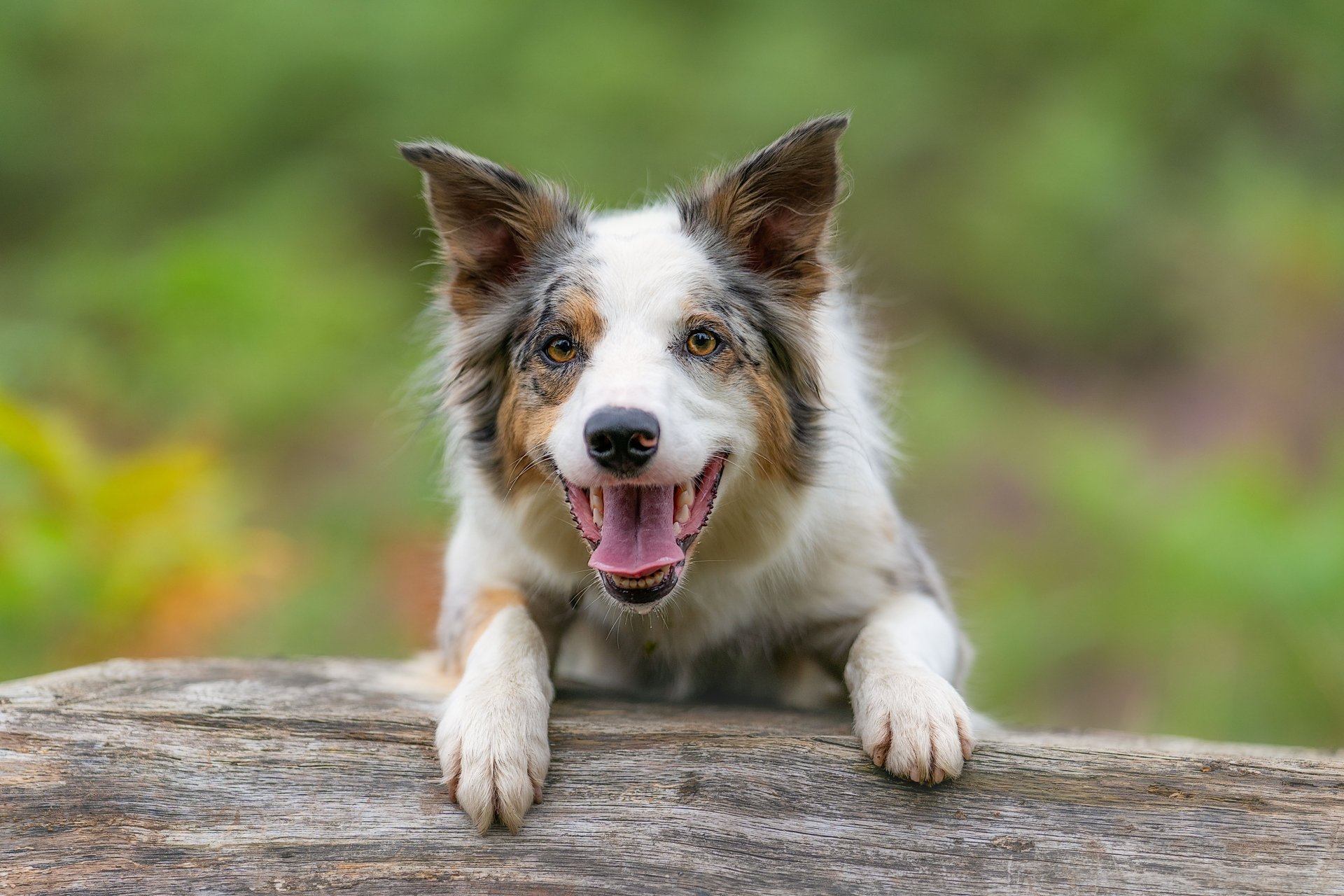 Download Dog Animal Border Collie 4k Ultra HD Wallpaper