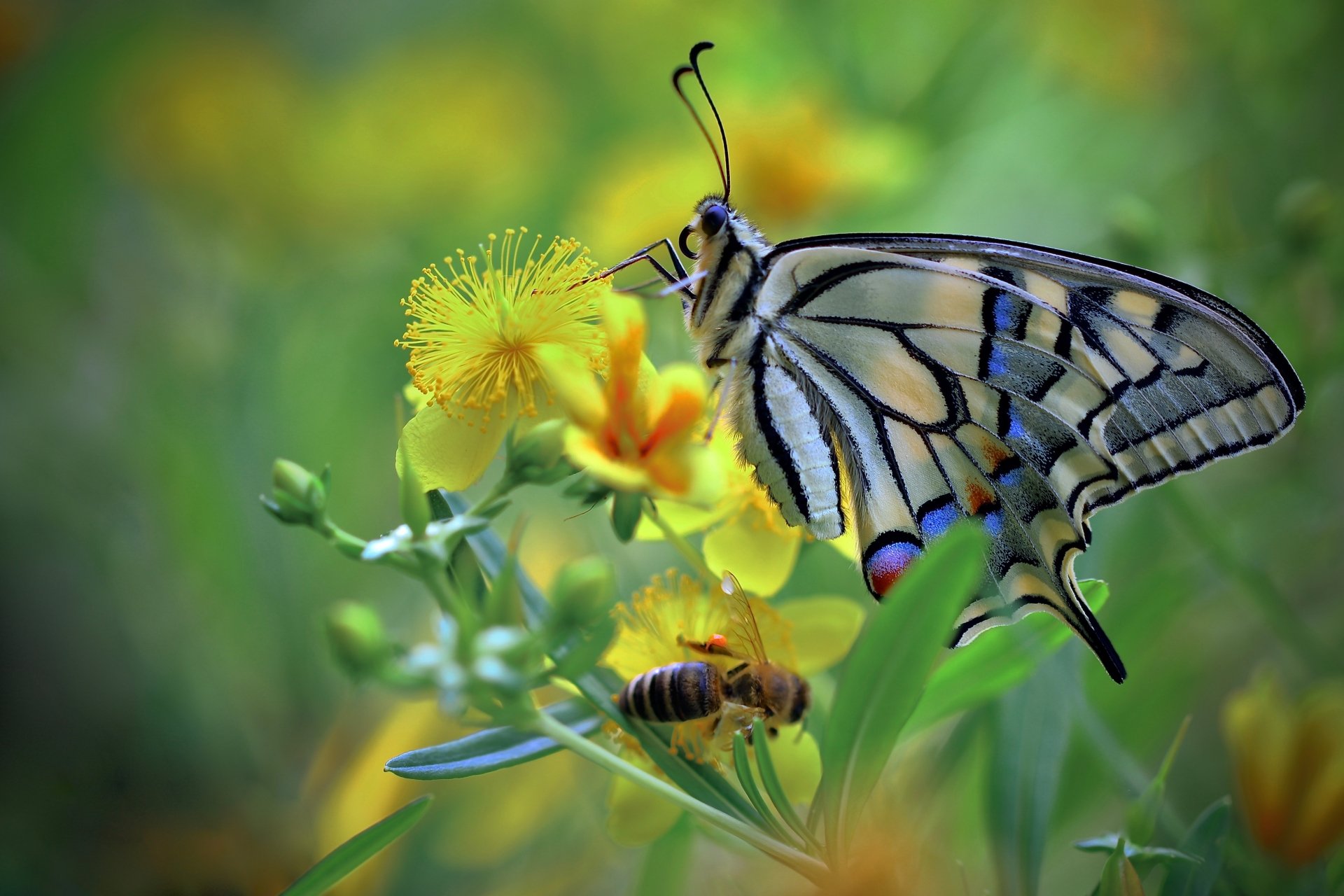 4K Ultra HD Macro: Vibrant Butterfly and Insect Close-Up Wonderland