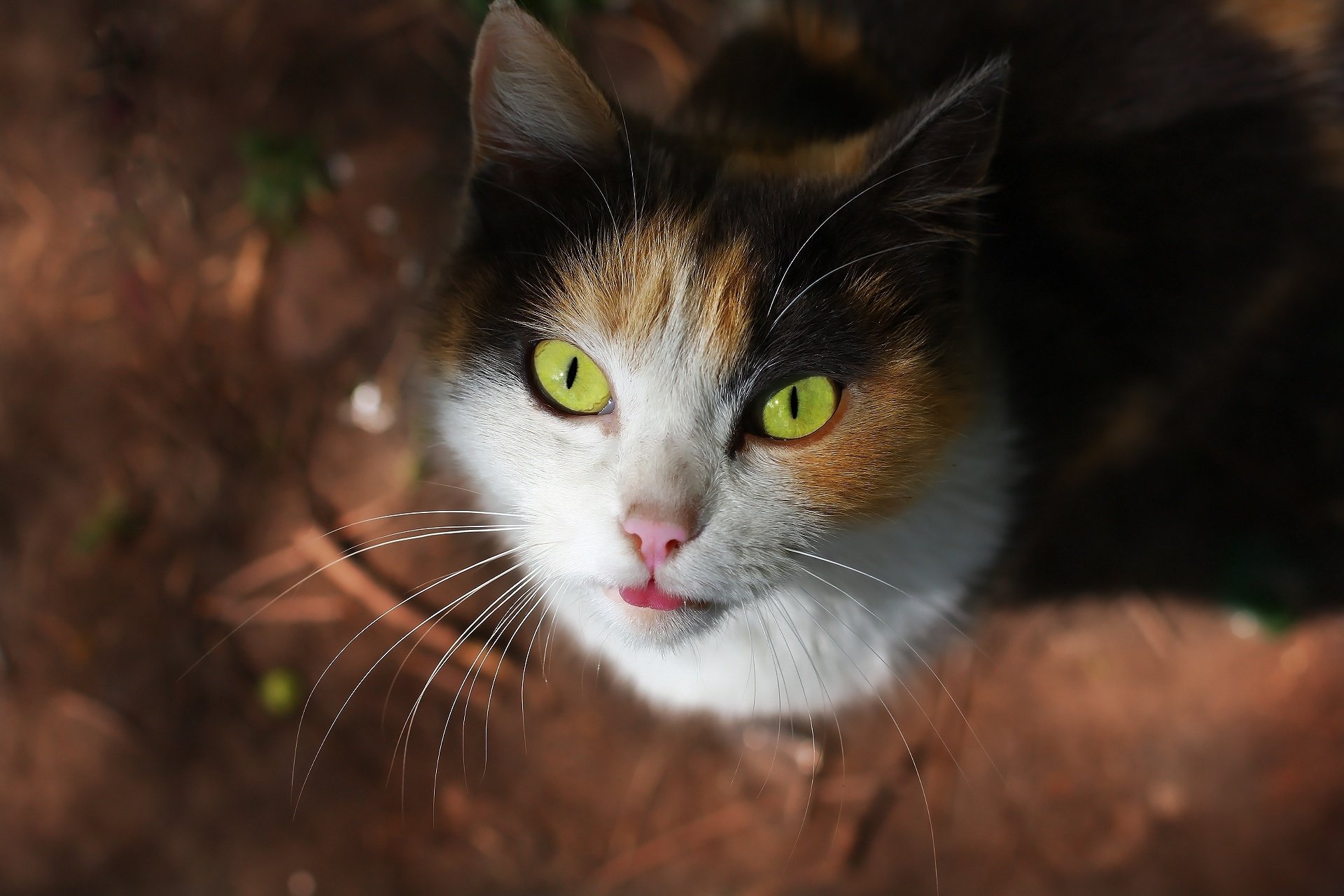 Calico's Emerald Stare — HD Cat Wallpaper | 1920x1280 | Wallpaper Abyss