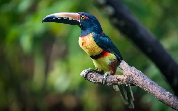 [40+] Toucan 4k Wallpapers