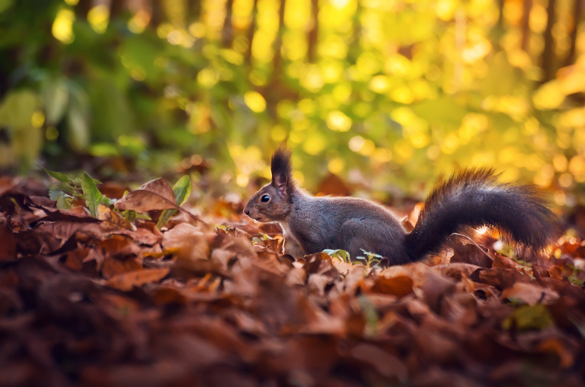 Download Rodent Animal Squirrel HD Wallpaper