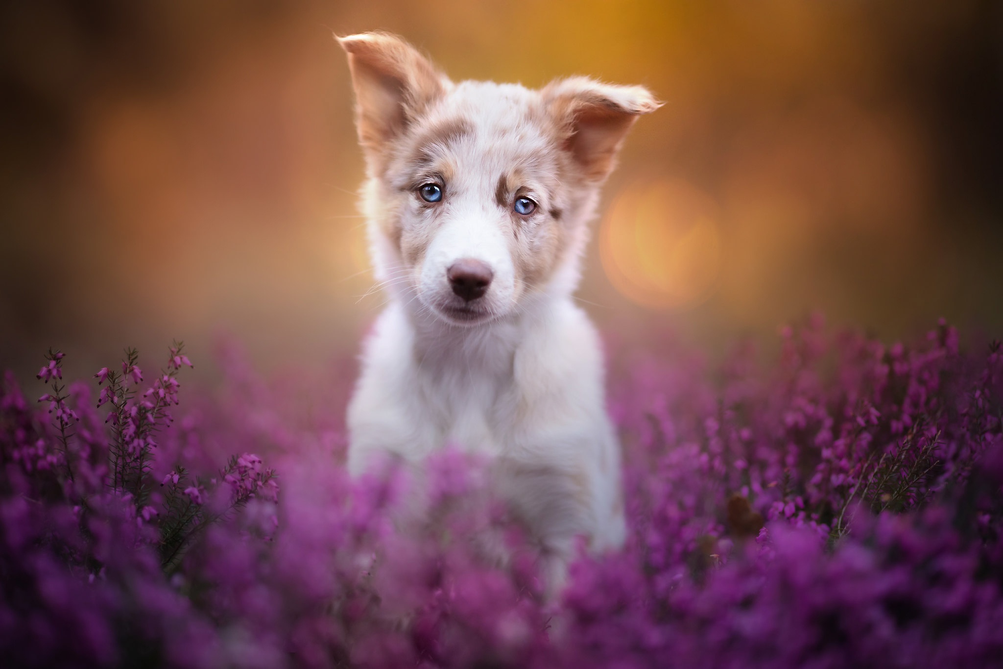 Heathers Desktop Wallpapers On Wallpaperdog