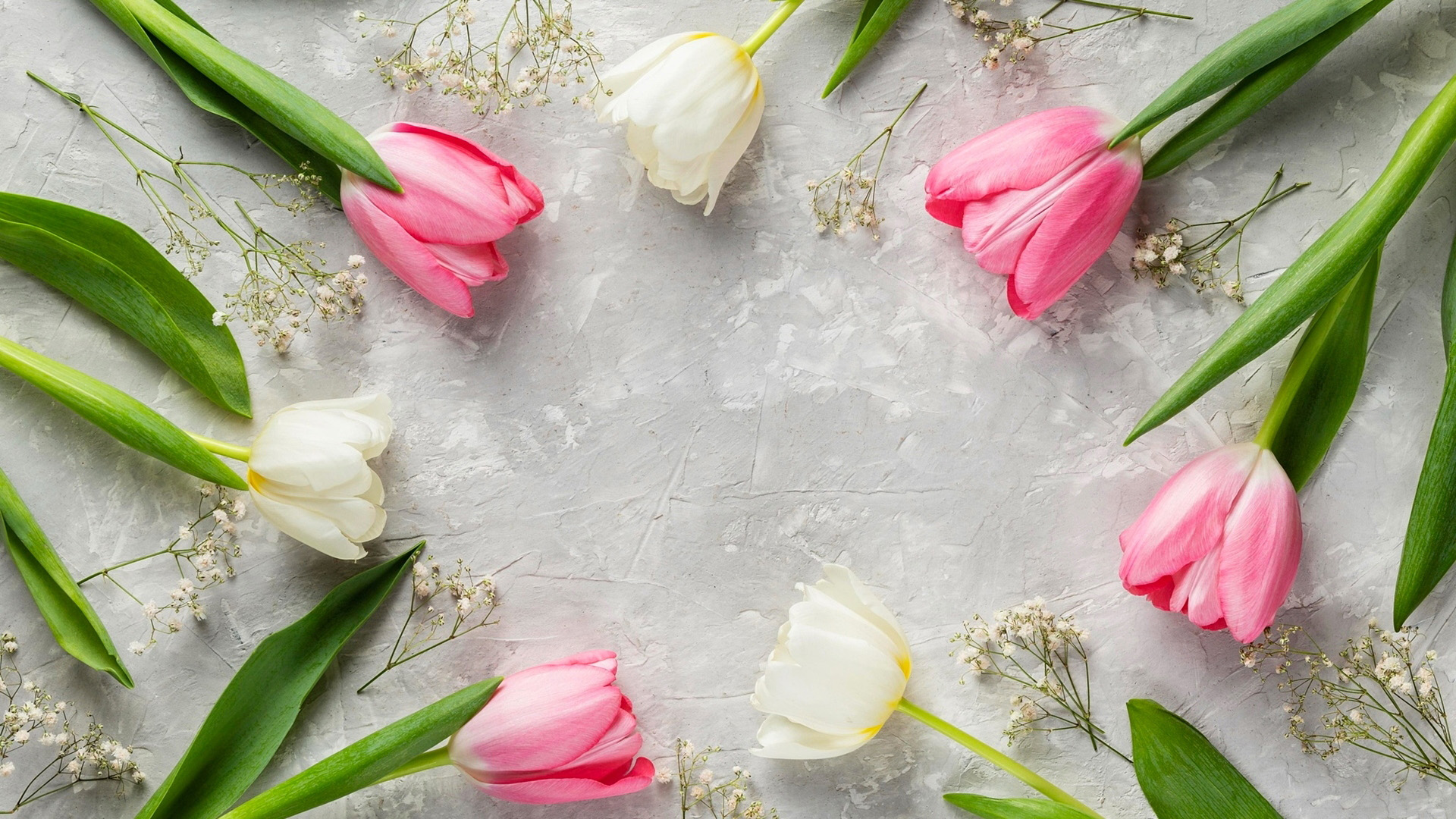 Download Tulip Man Made Flower HD Wallpaper