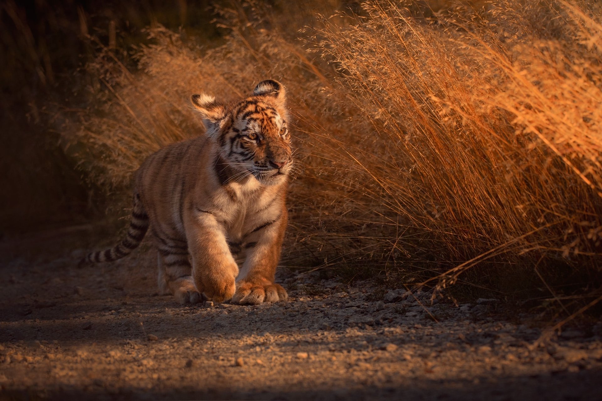 Sunlit Tiger Cub — HD Baby Animal Wallpaper | 2048x1365 | Wallpaper Abyss