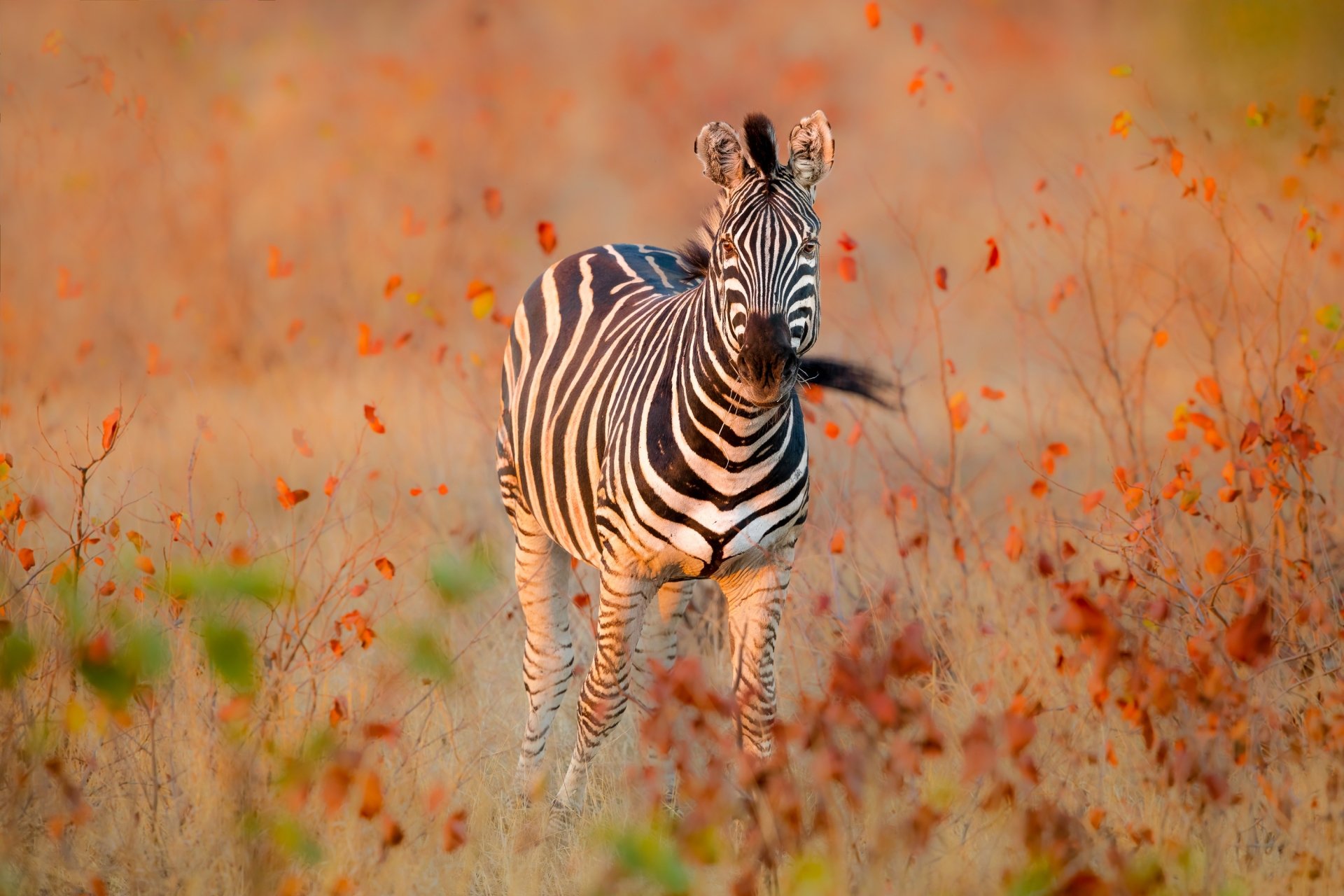 Download Animal Zebra HD Wallpaper