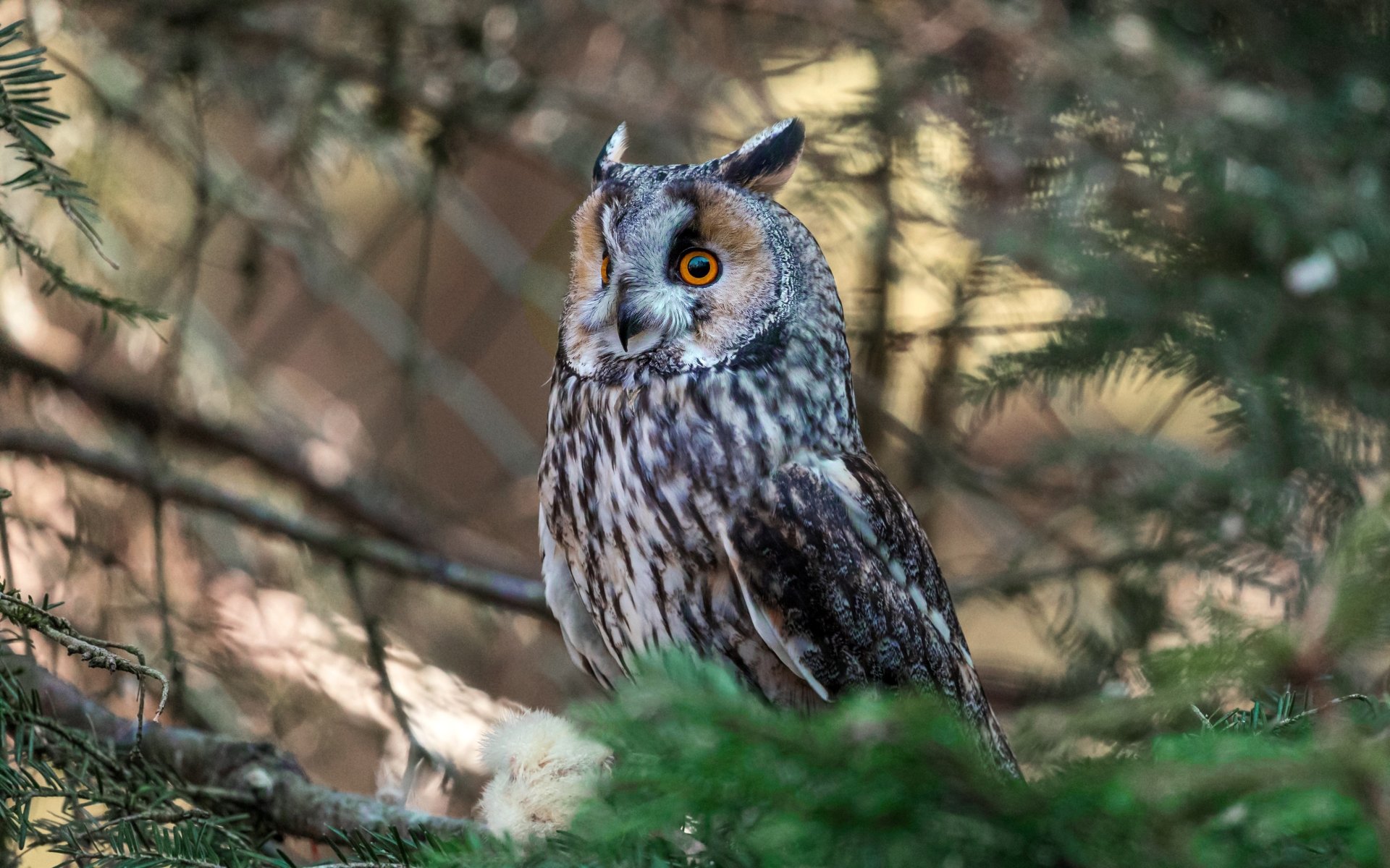 Majestic Owl in Ultra HD – Stunning 4K Wildlife Wallpaper