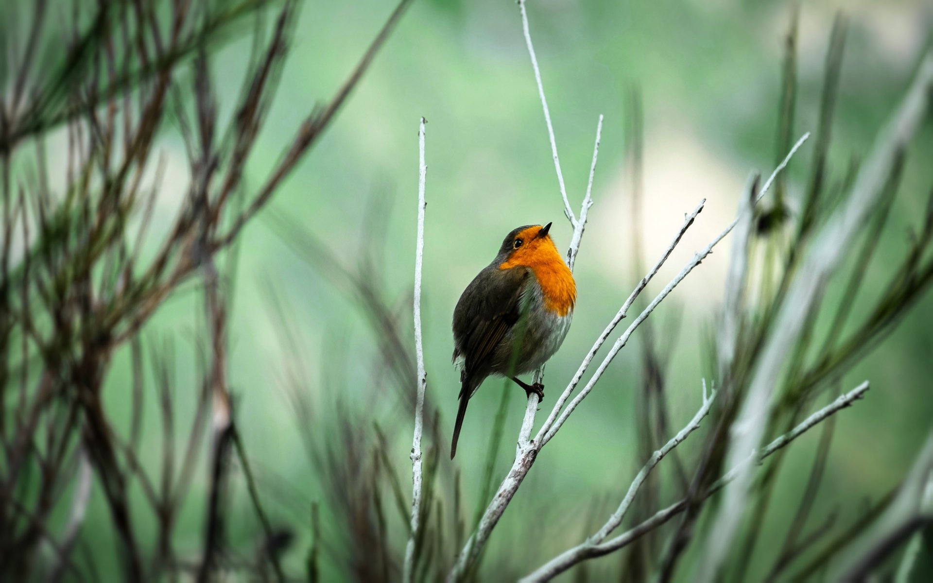 Download Bird Animal Robin 4k Ultra HD Wallpaper
