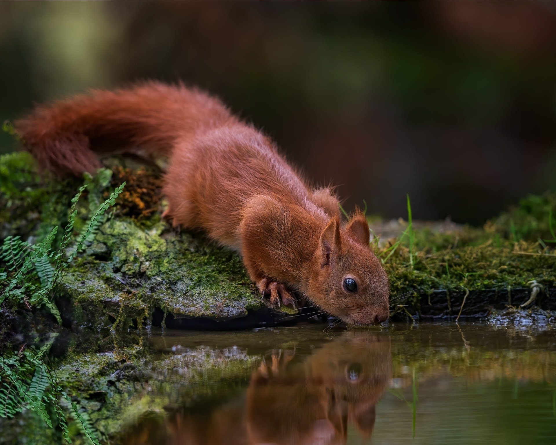 Download Reflection Rodent Animal Squirrel HD Wallpaper