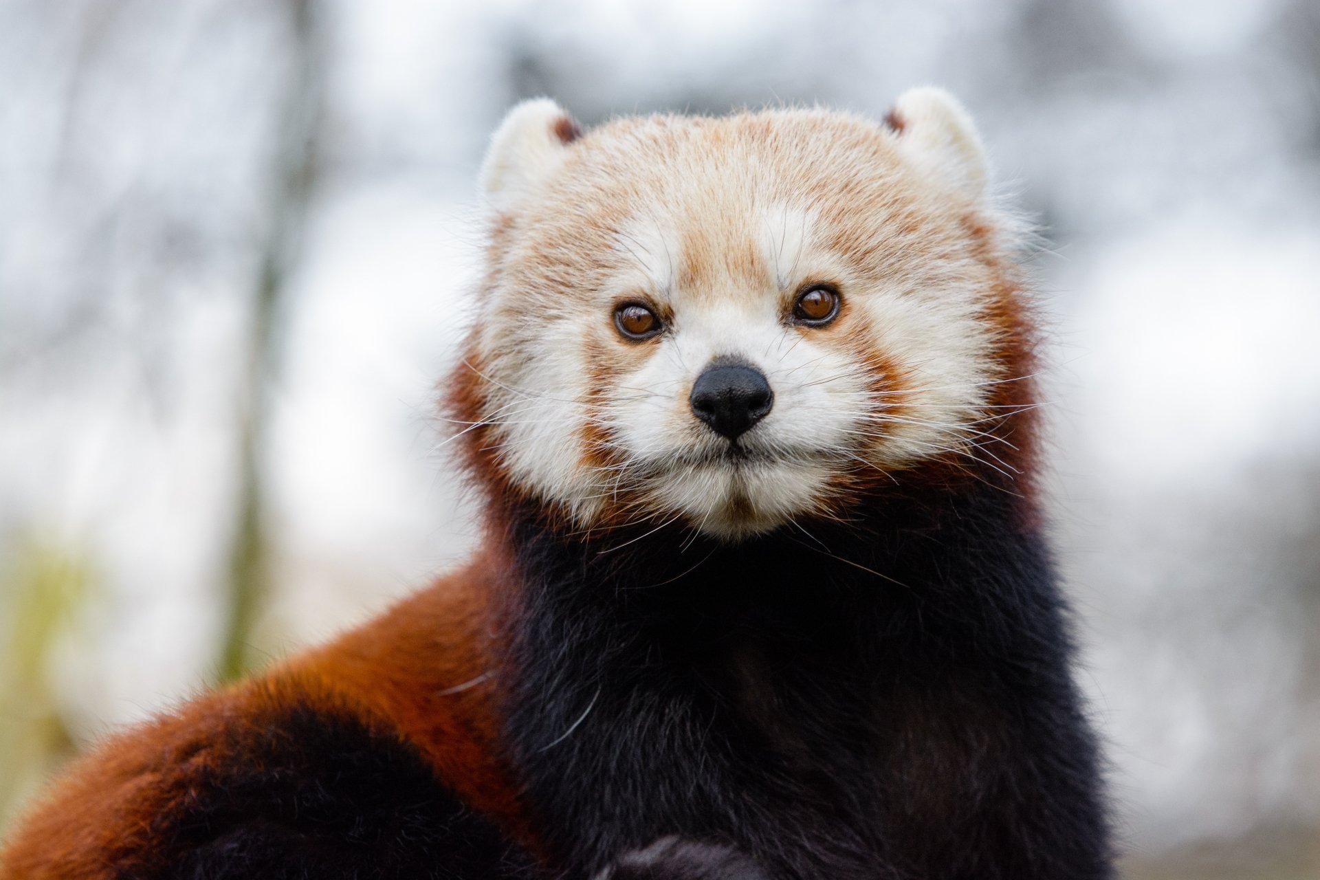 4K Ultra HD Red Panda Portrait – Majestic Animal Beauty