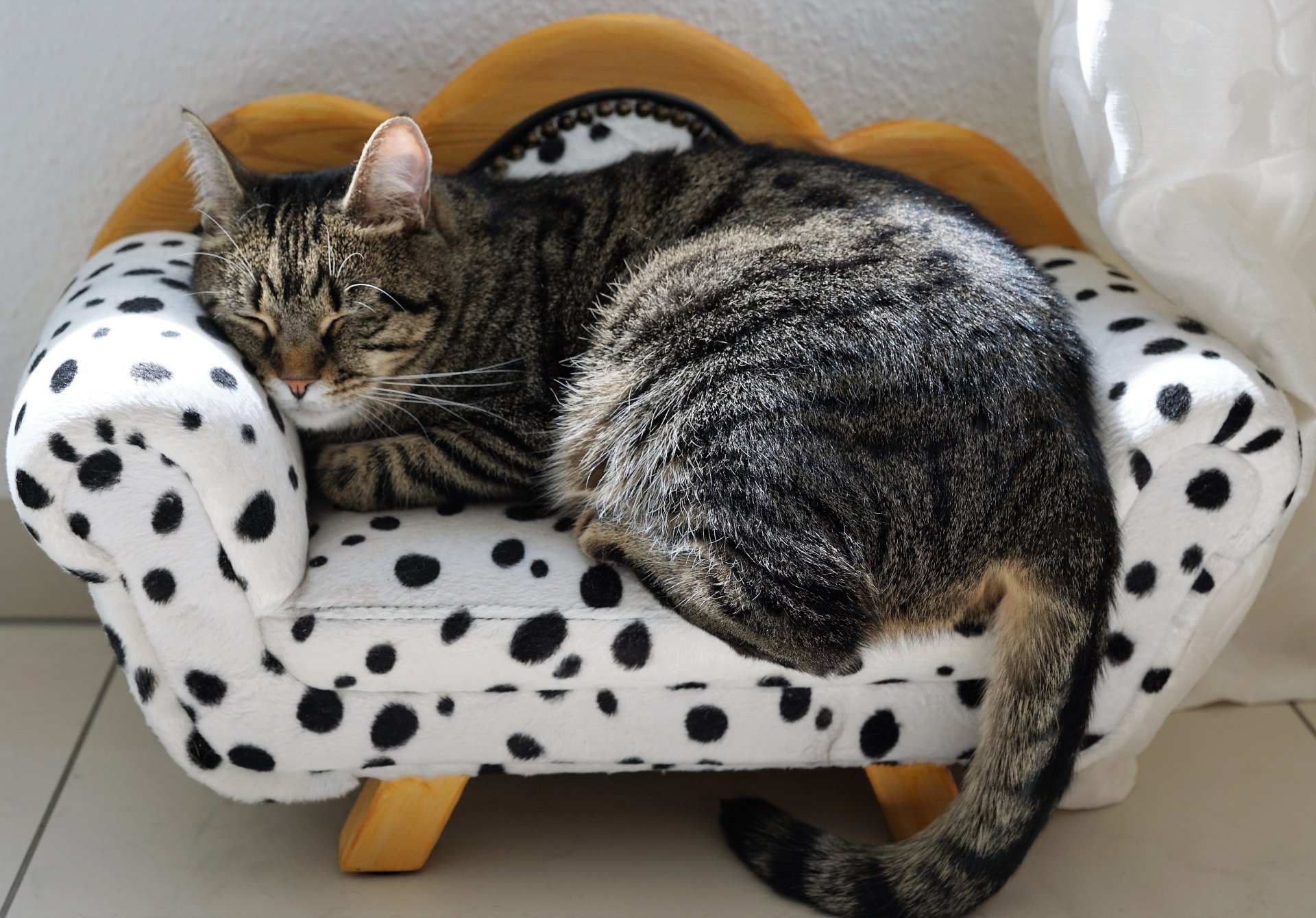4K Ultra HD Tranquil Cat Dreaming on Cozy Couch | 5235x3650 | Wallpaper ...