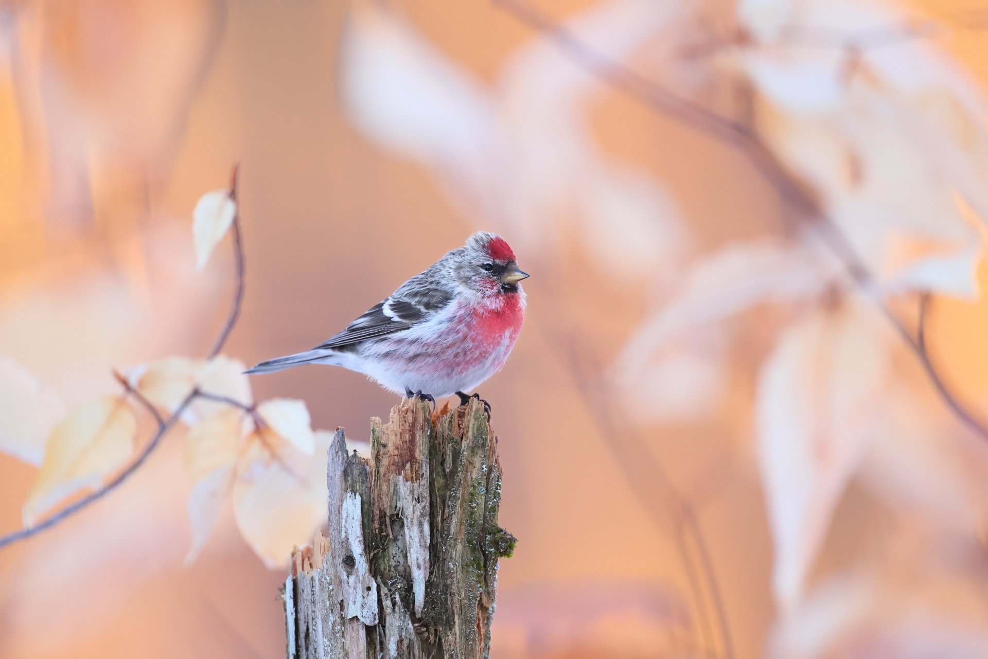 Download Common Redpoll Animal HD Wallpaper