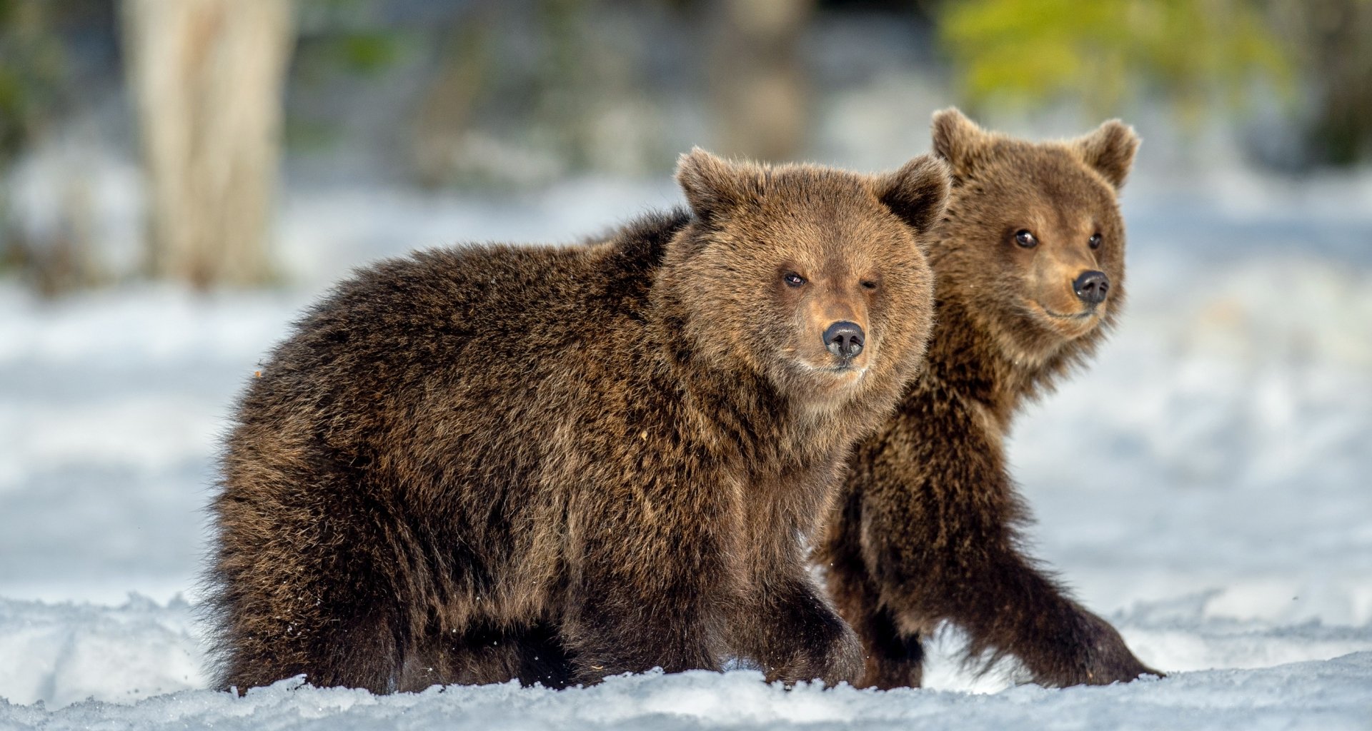 Adorable Bear Cubs HD Wallpaper: Wild Baby Animals in Nature