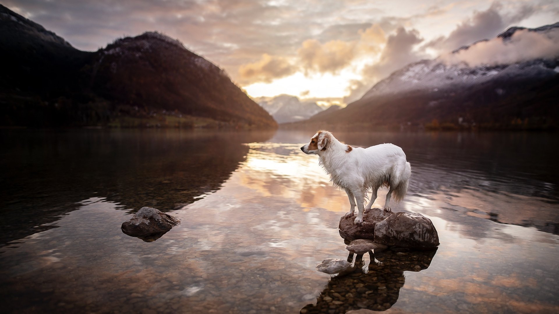 Download Lake Animal Dog 4k Ultra HD Wallpaper