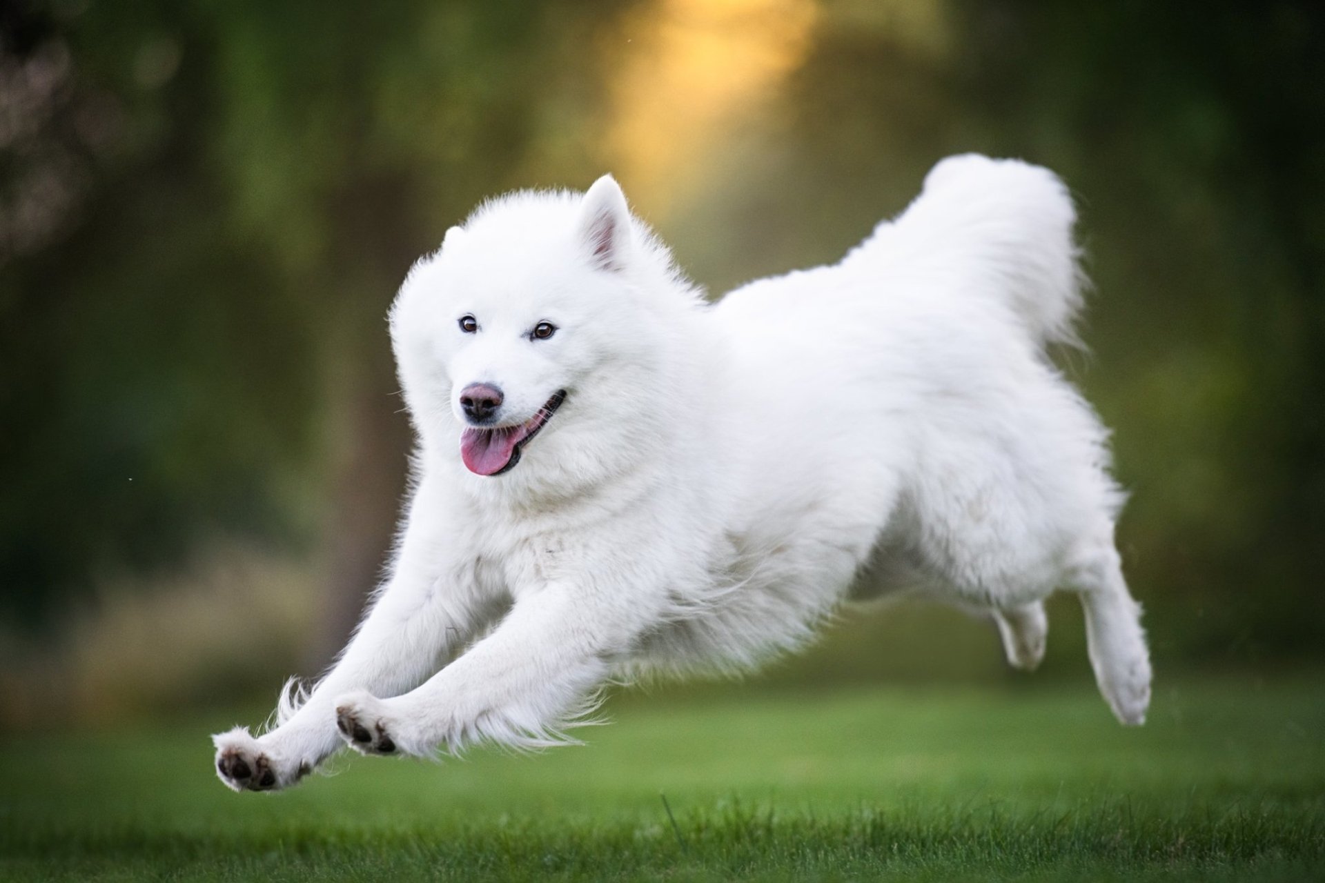 Download Dog Animal Samoyed HD Wallpaper