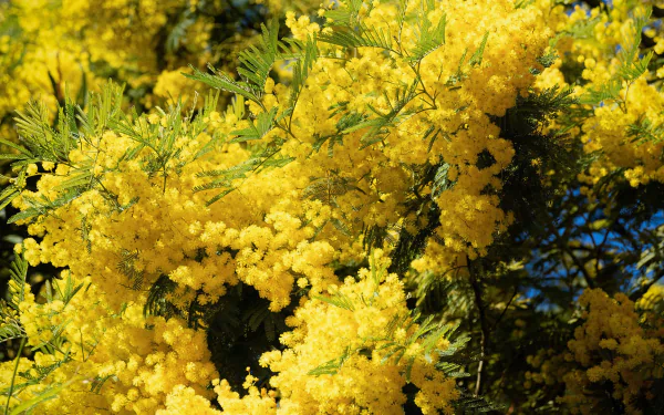 Download Wattle Mimosa Branch Macro Nature Golden Wattle HD Wallpaper ...