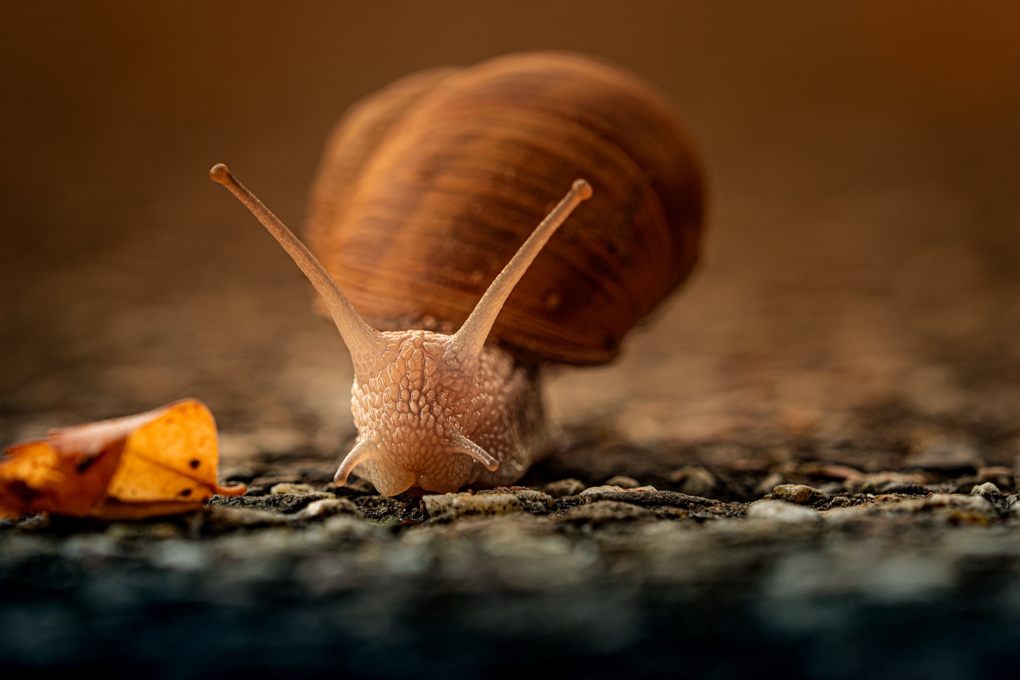 Download Macro Animal Snail HD Wallpaper